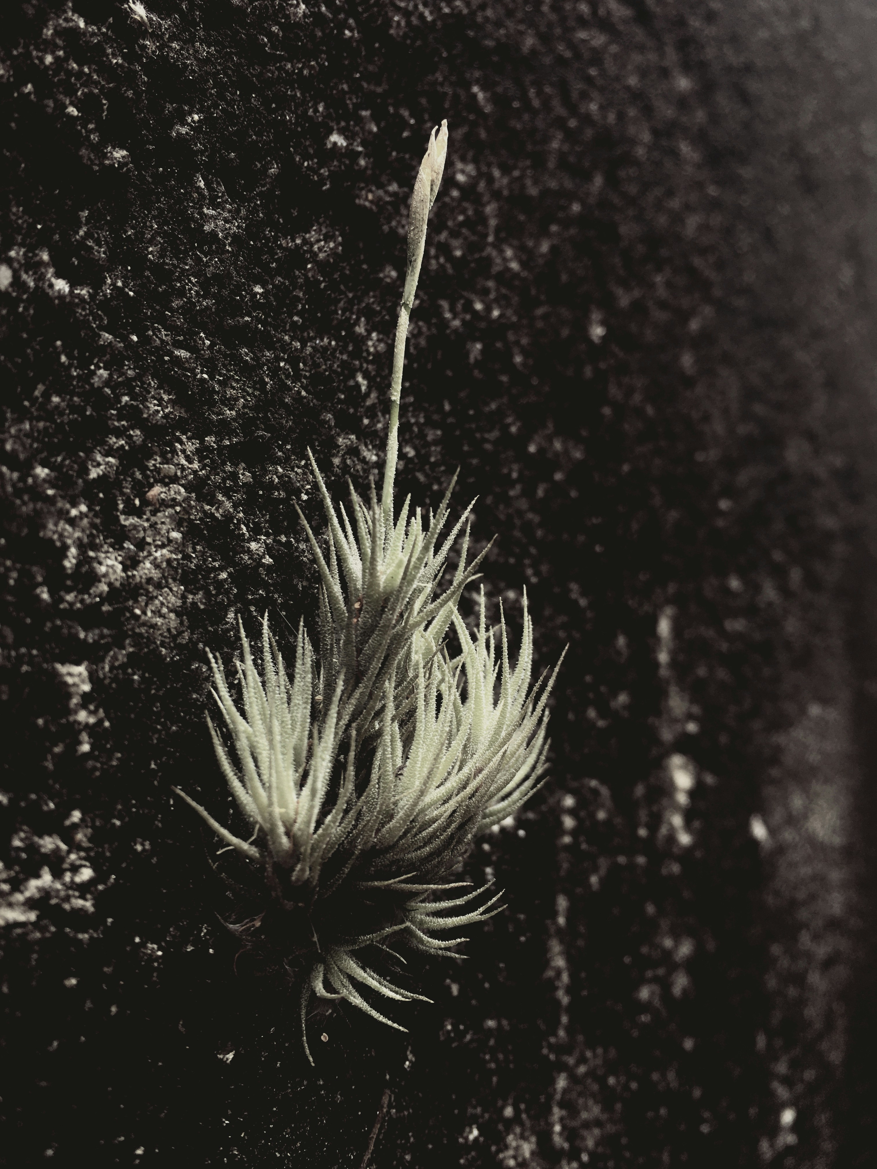 Silhouette of a Young Fern Ridge on Weathered Stone