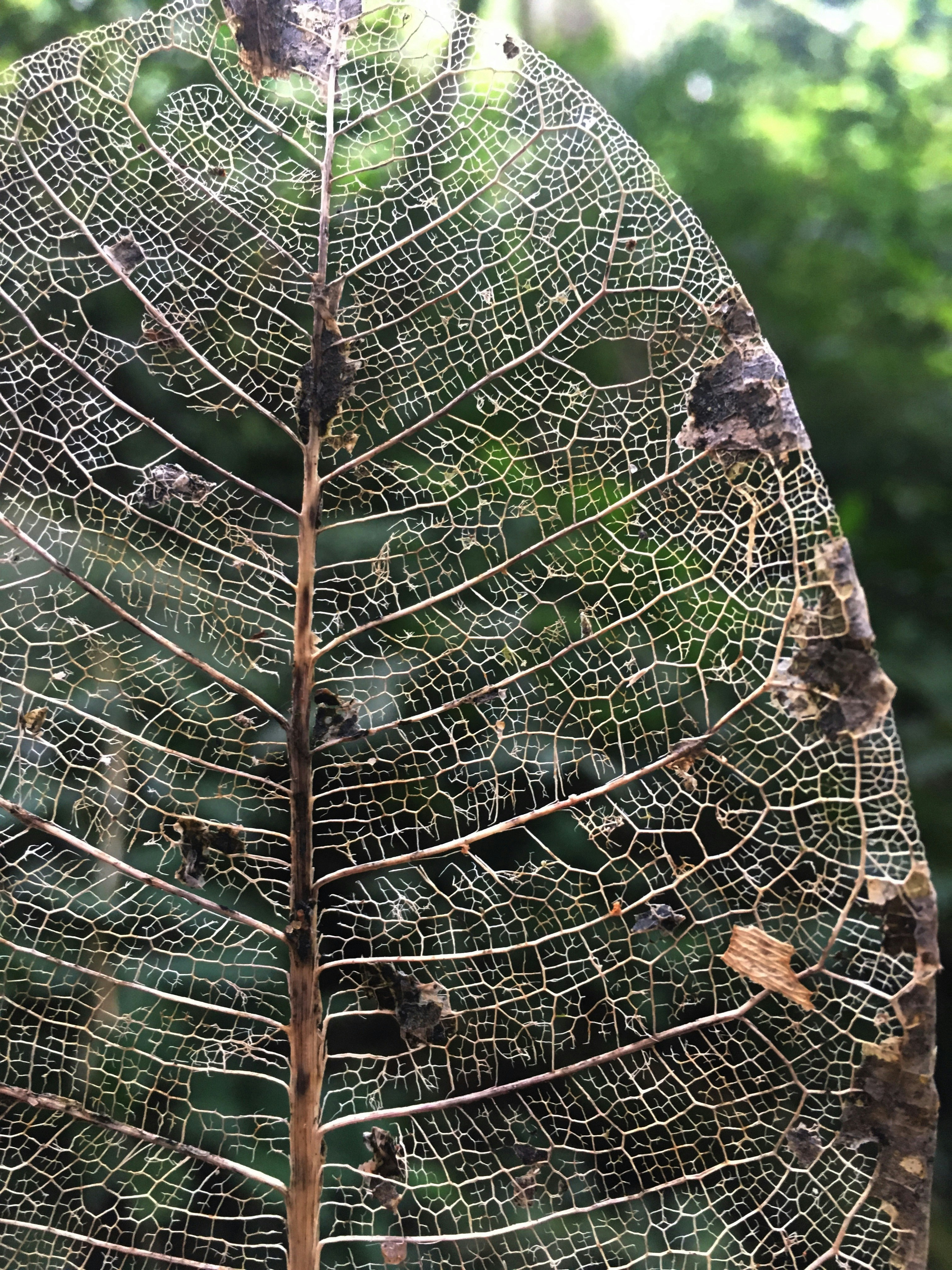 Photo by Caio Arbulu with Apple iPhone 6s