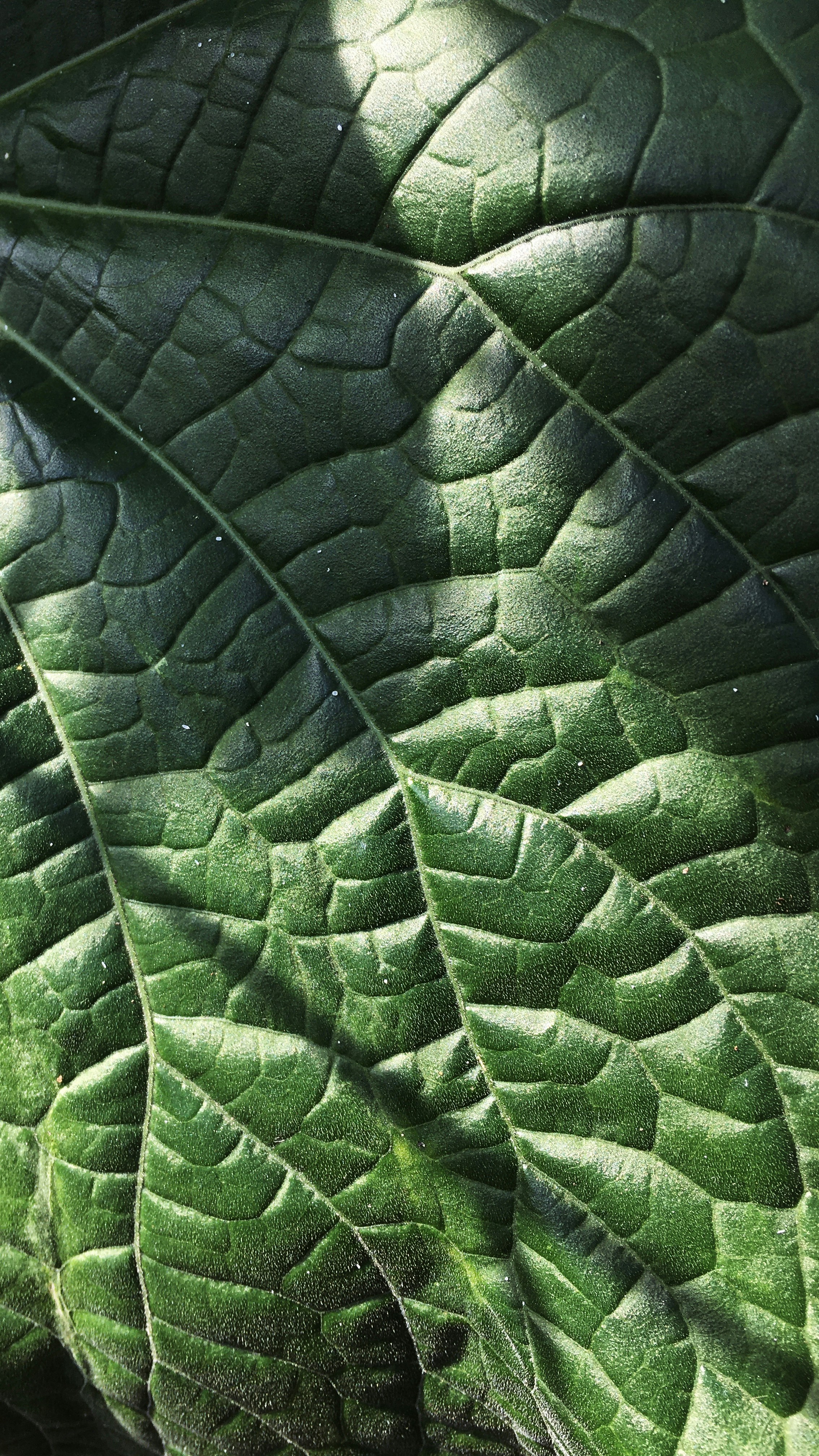 Photo by Caio Arbulu with Apple iPhone 6s