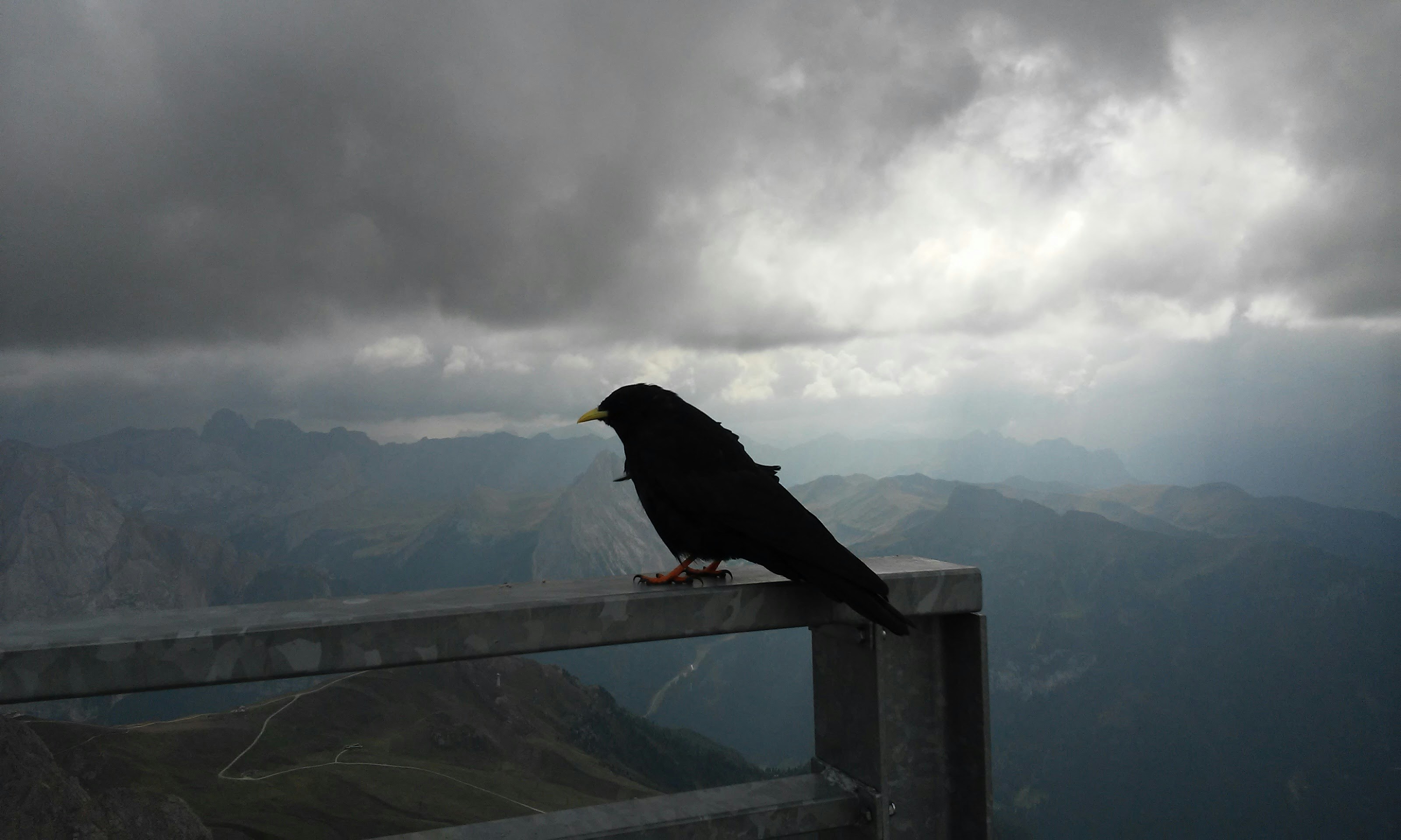 Un oiseau noir assis au sommet d’une clôture en bois photo – Photo ...