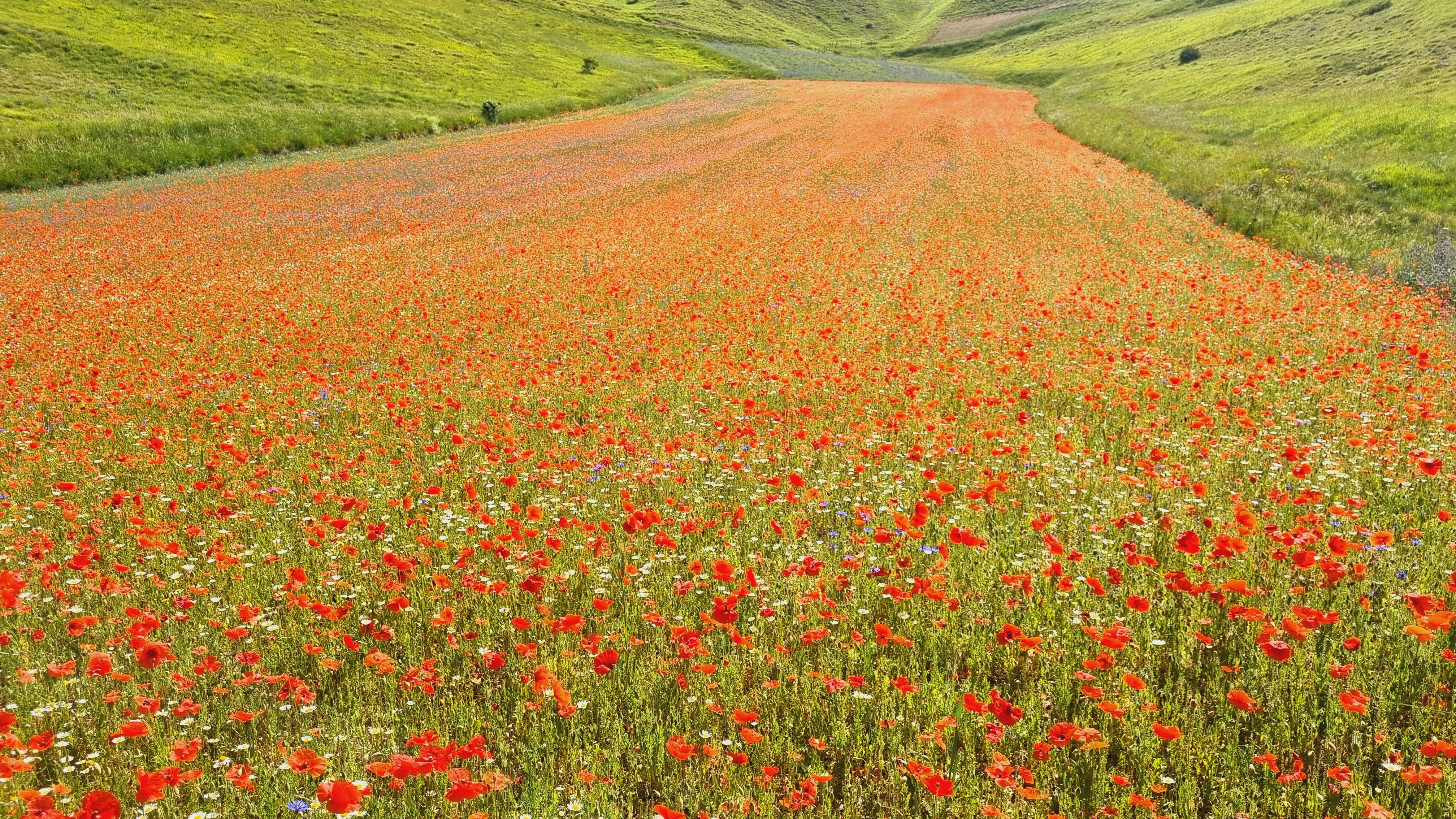 Un grand champ de fleurs rouges au milieu d’un champ vert photo – Photo ...