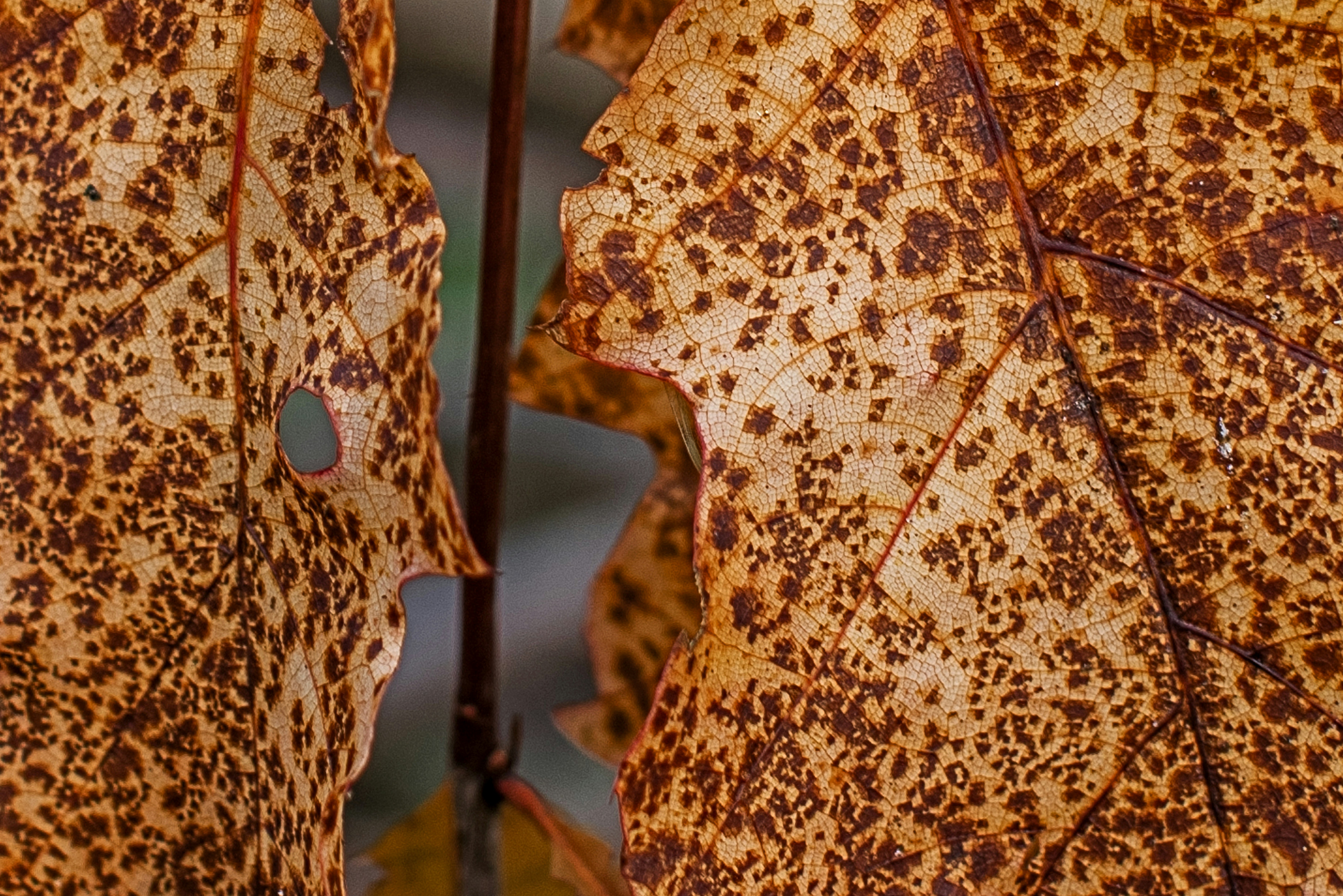 Amber Speckle: Close-Up of Autumn Leaves and a Cerulean Dot