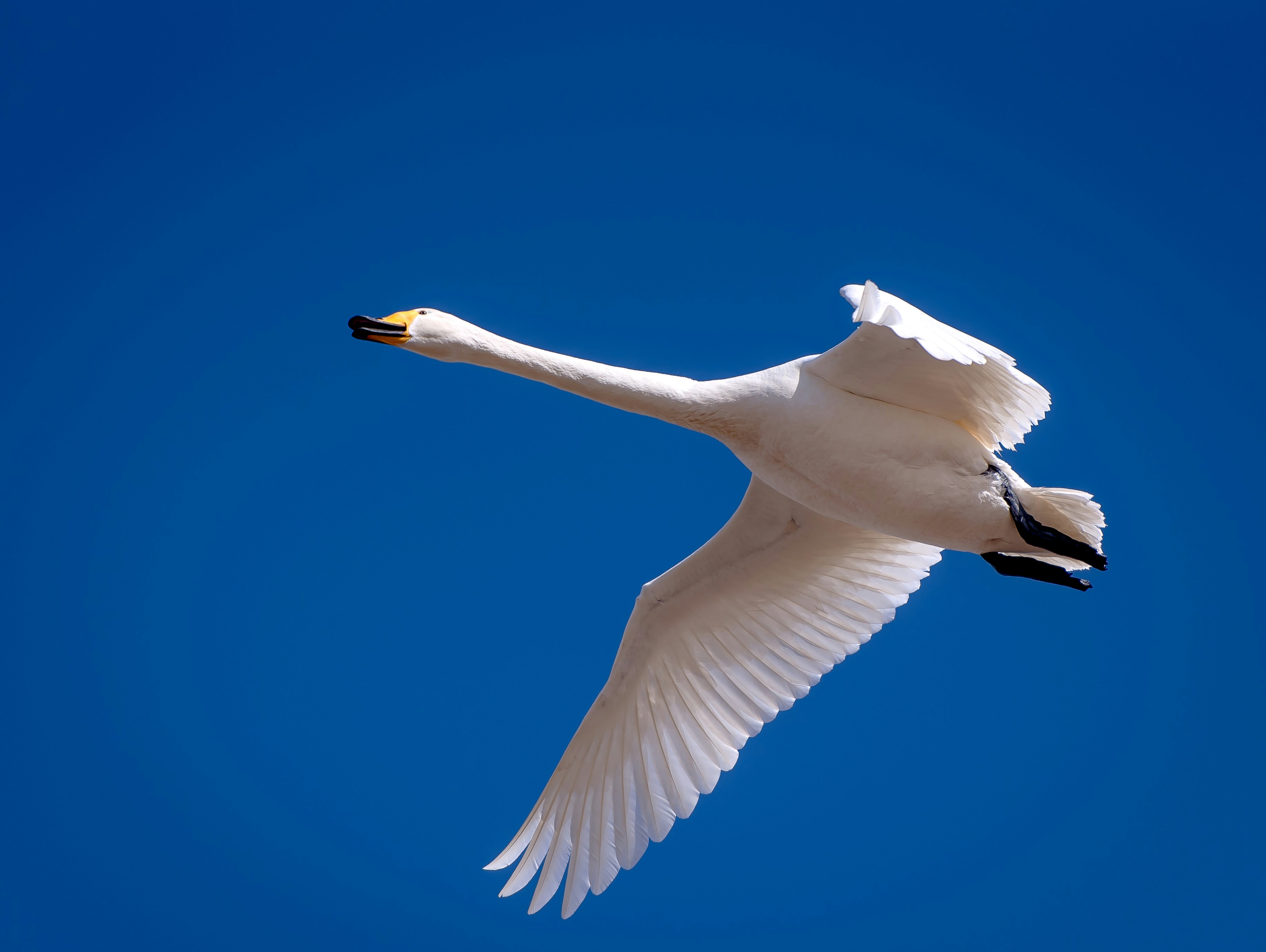 A large white bird flying through a blue sky photo – Free Wallpaper ...