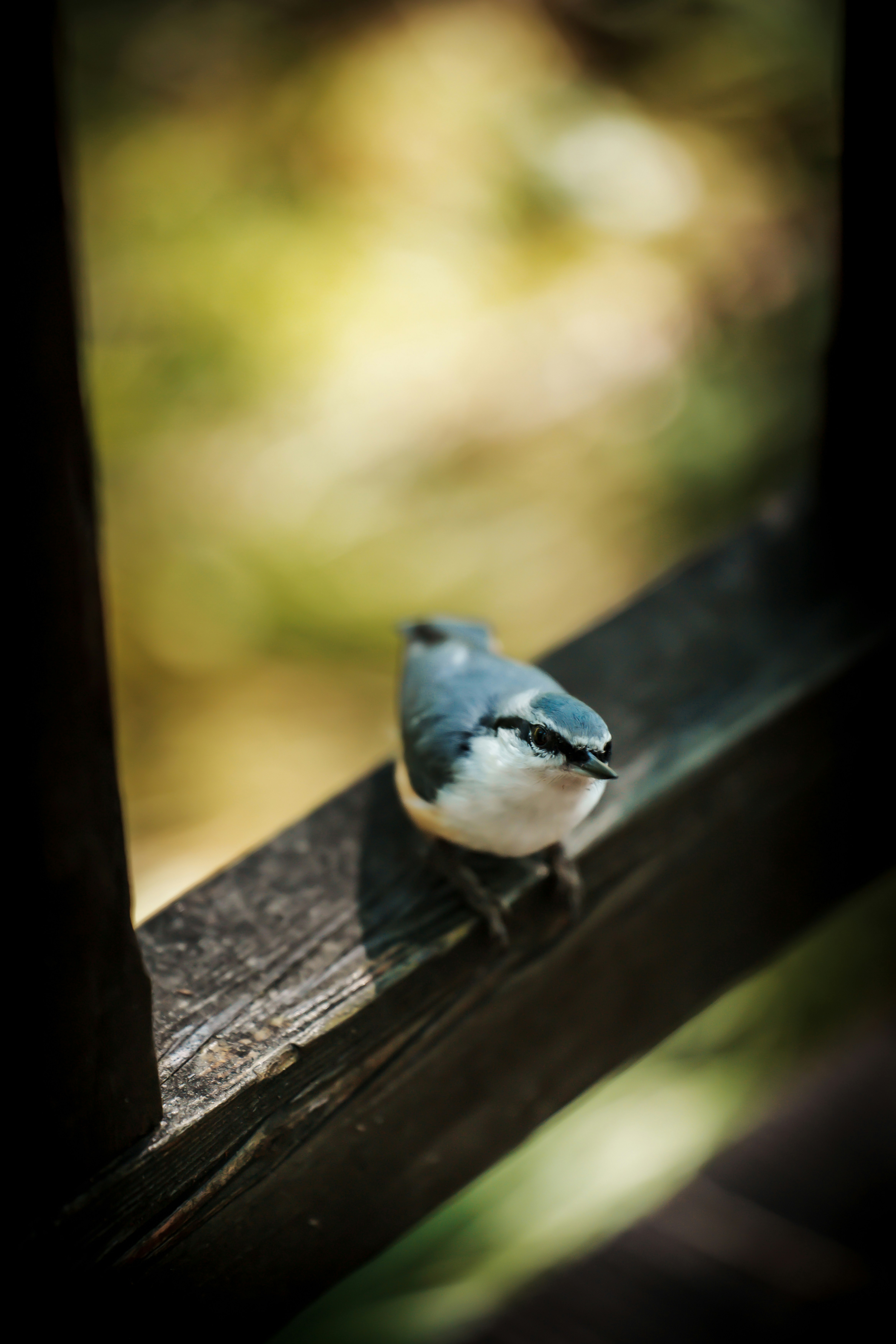 Blue Tit on a Sunlit Rail: A Tiny Perch in Soft Bokeh