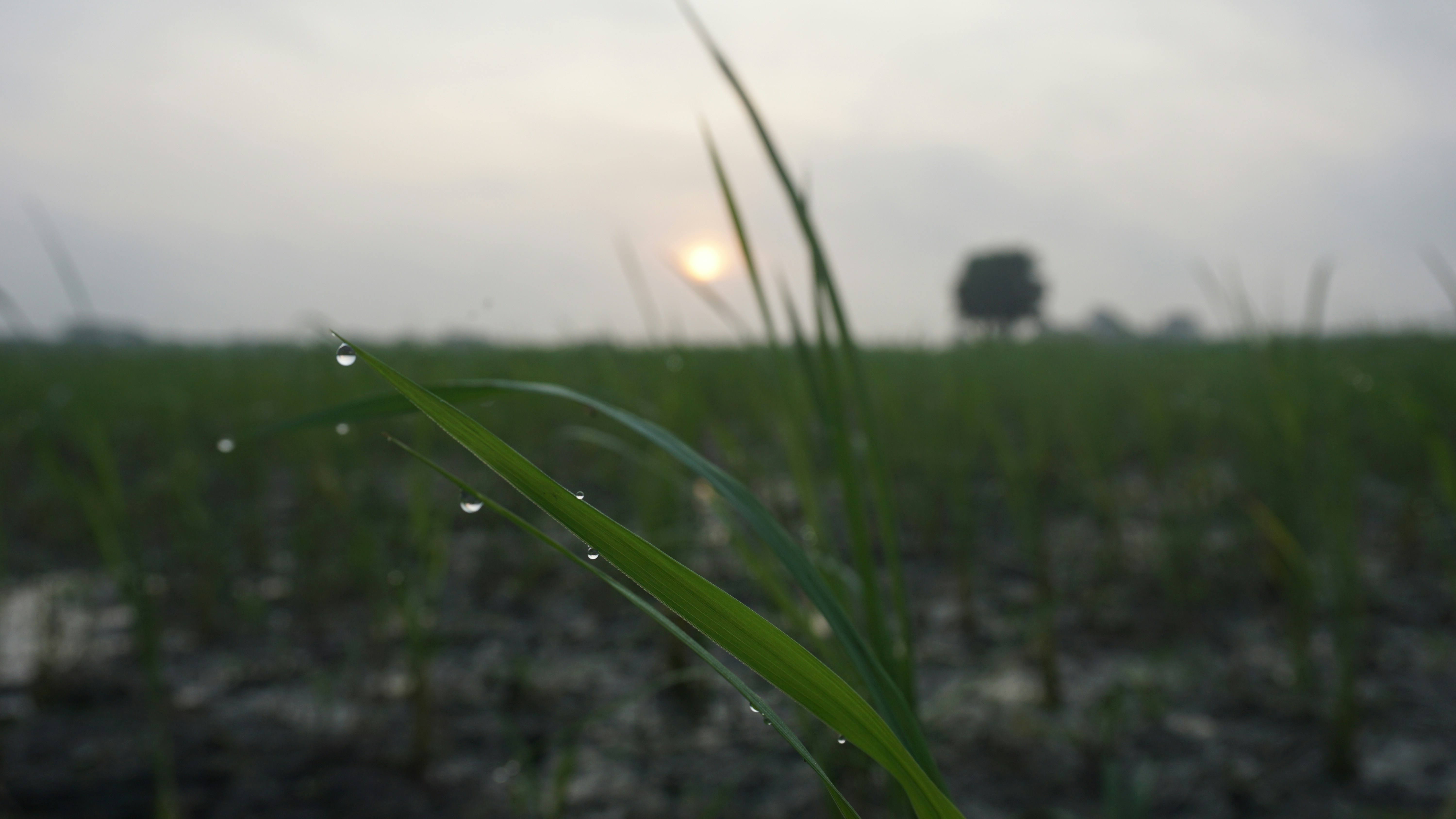 Dew-kissed blade in a waking field at sunrise