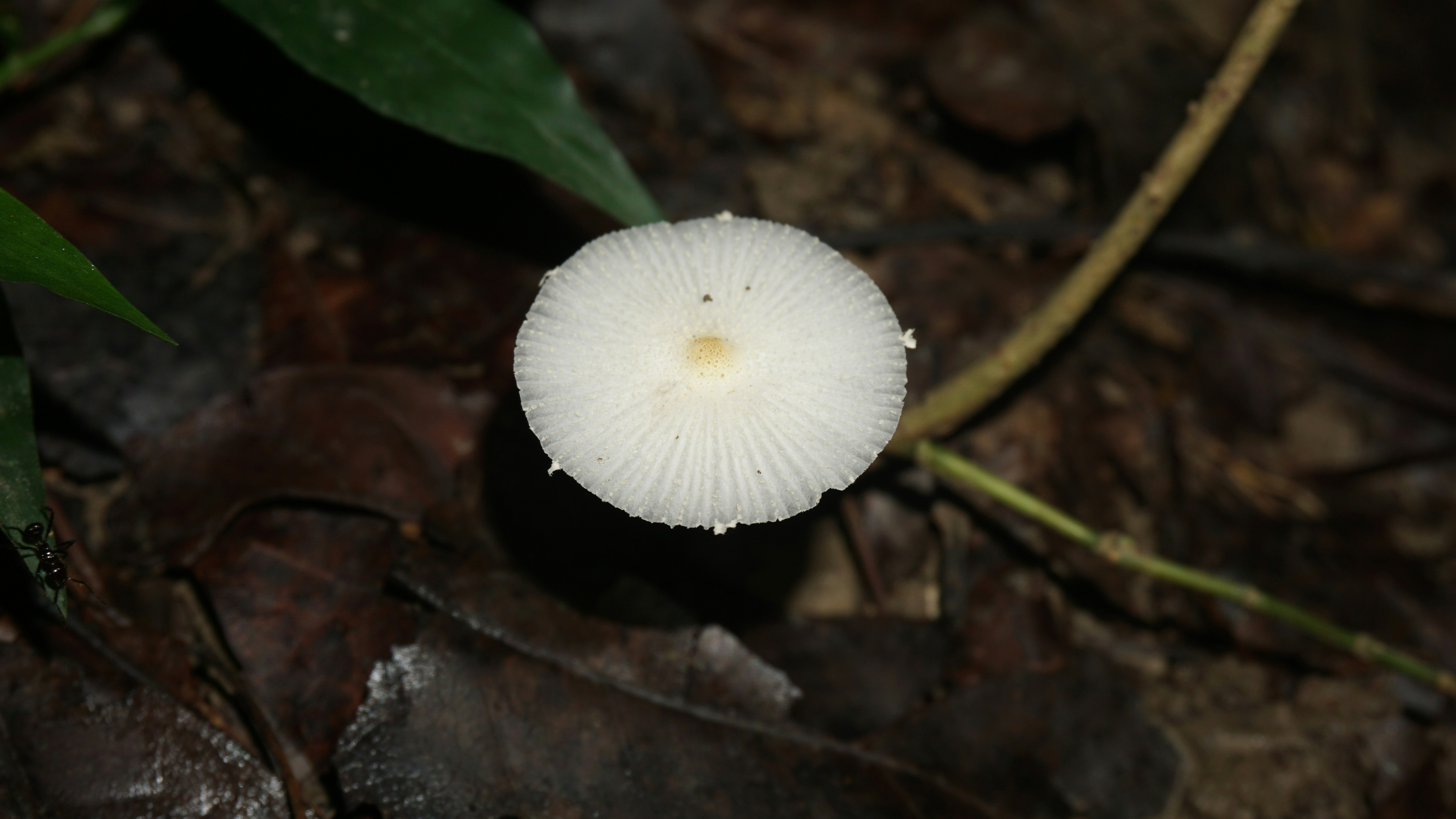 Lone White Parasol Resting on Damp Leaf Litter
