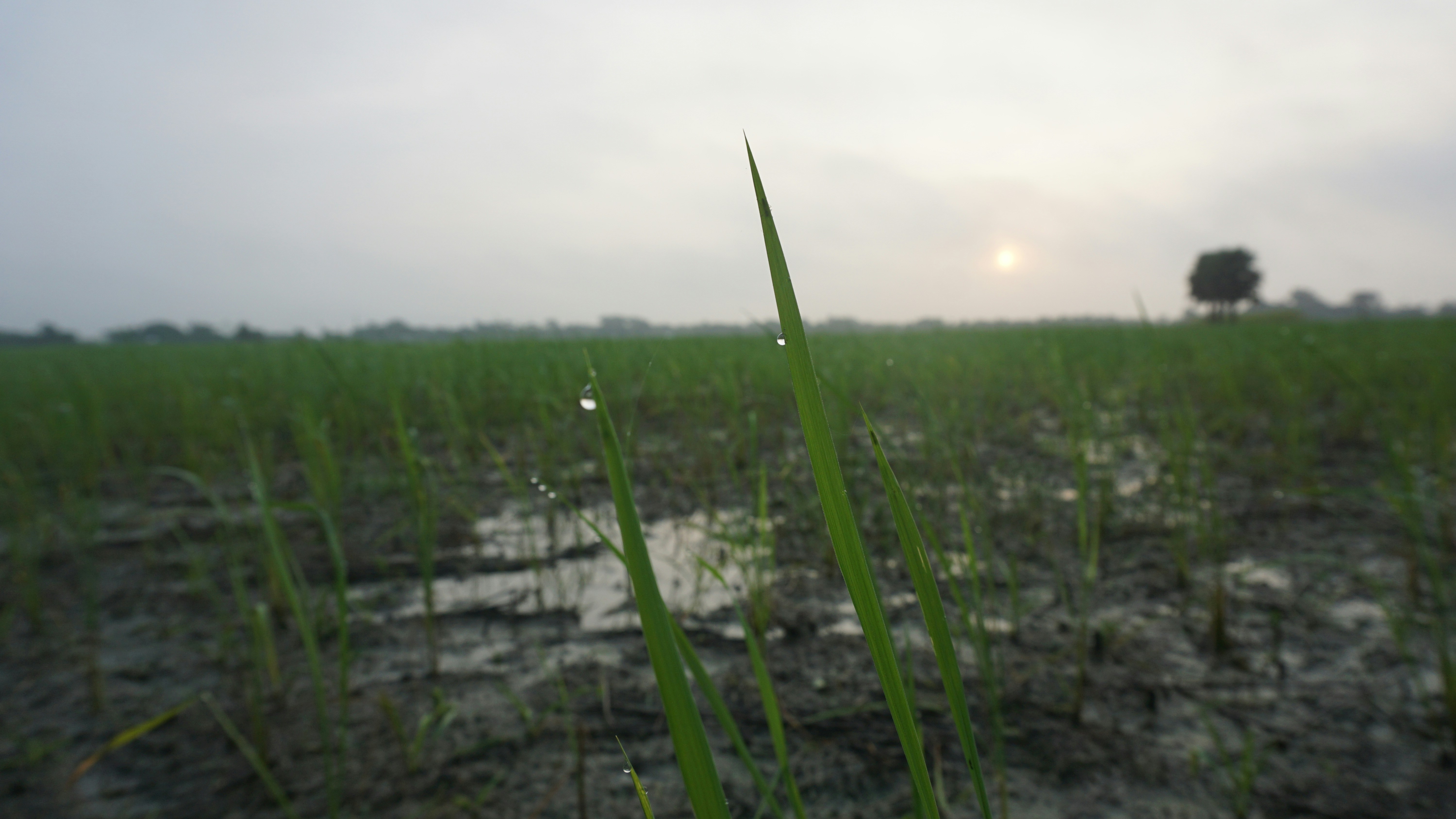 Grass in the morning and dew particles