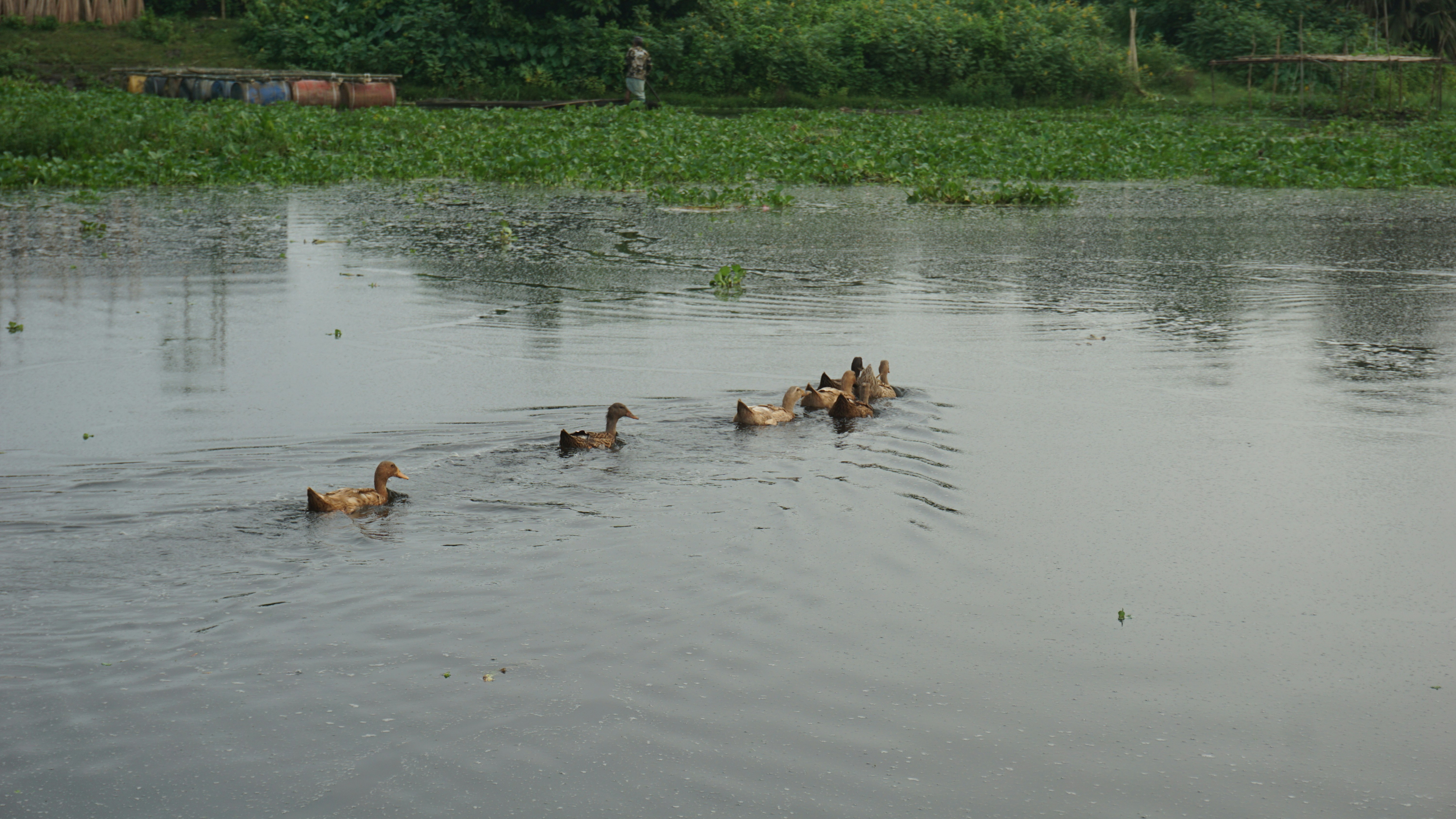 Ducks in a Quiet Nil Waterfront