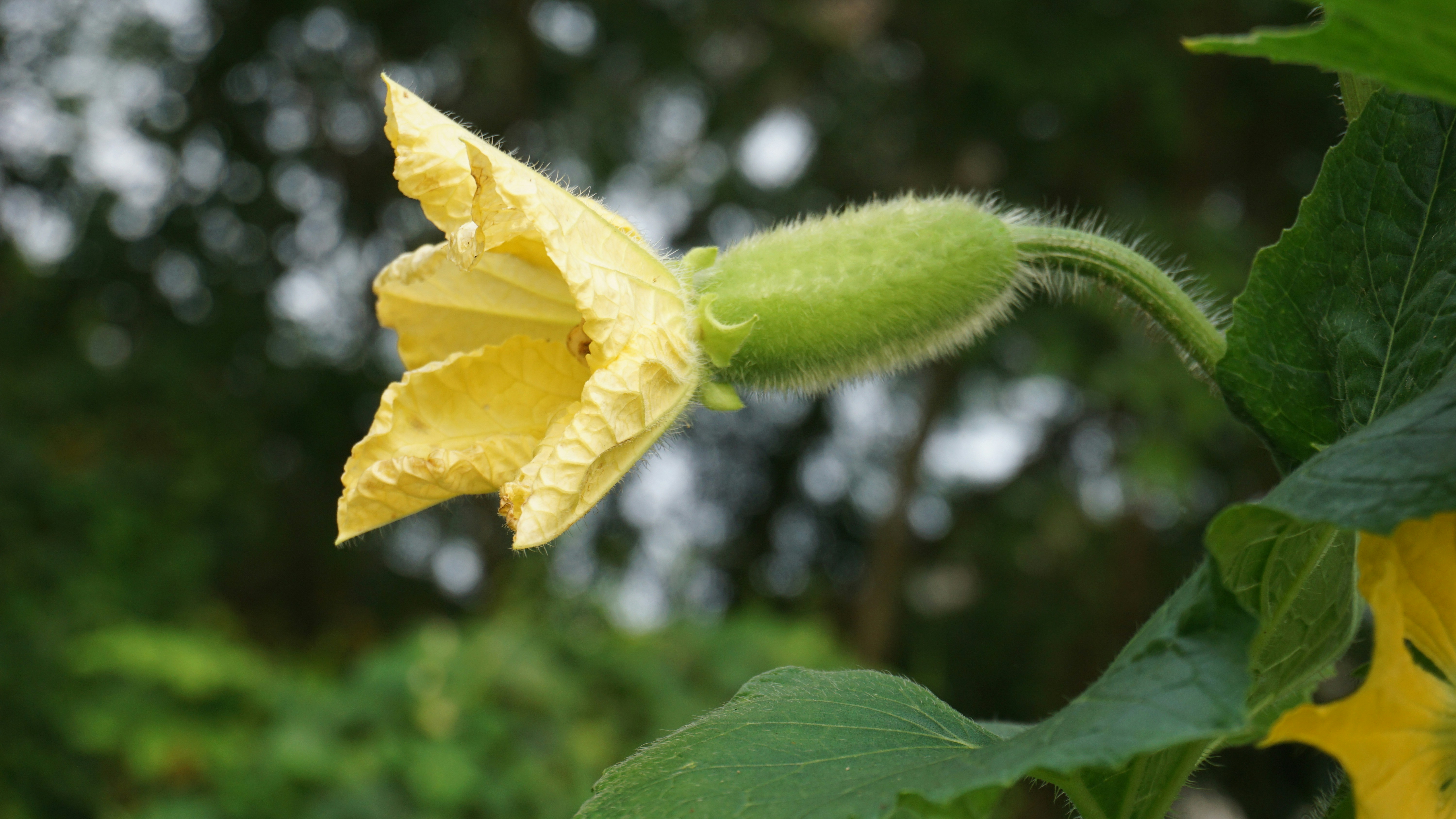 Petal in Focus: pale yellow bud on a winding garden vine