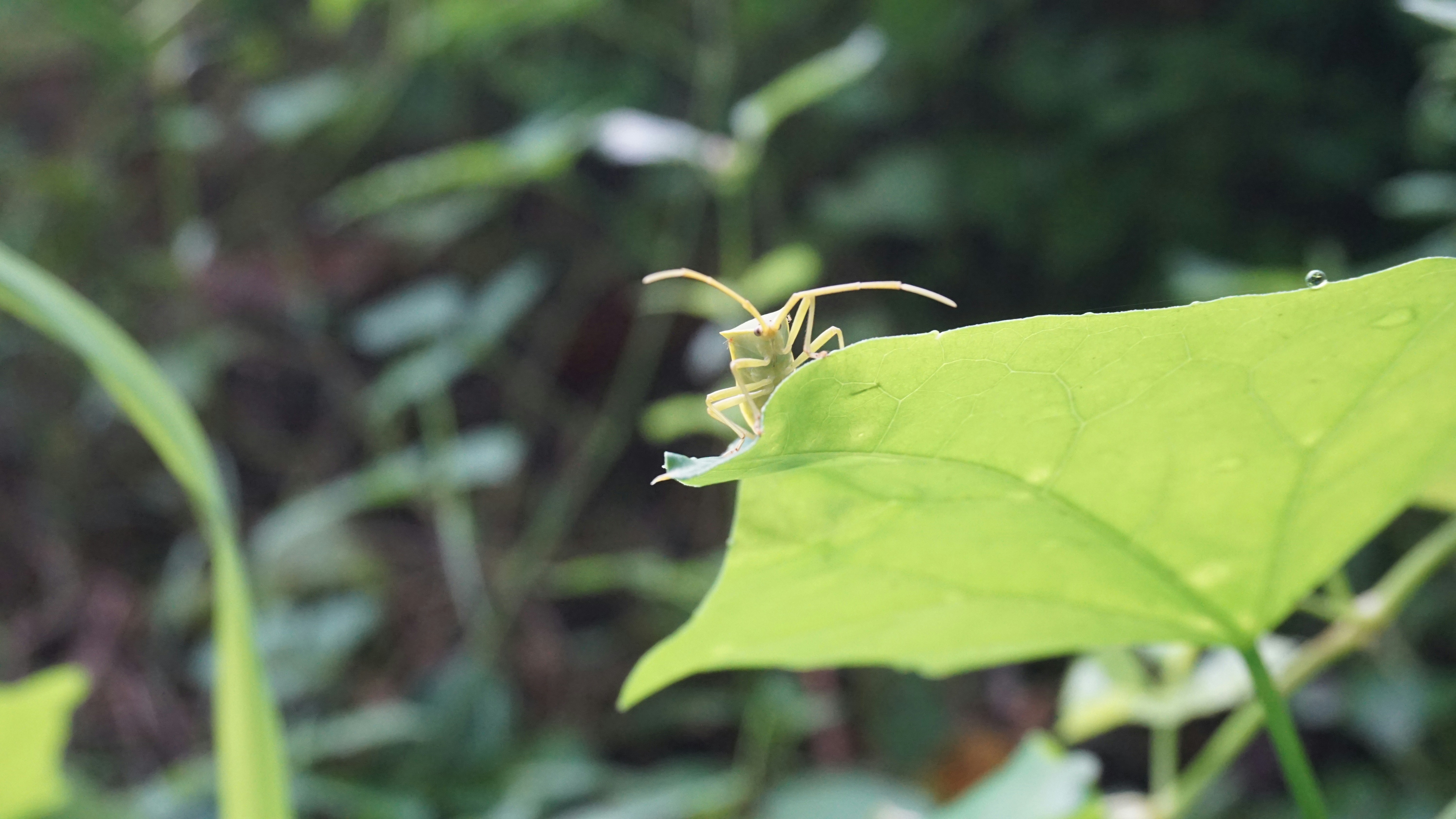 Edge of Light: a minute sentinel on a sunlit leaf