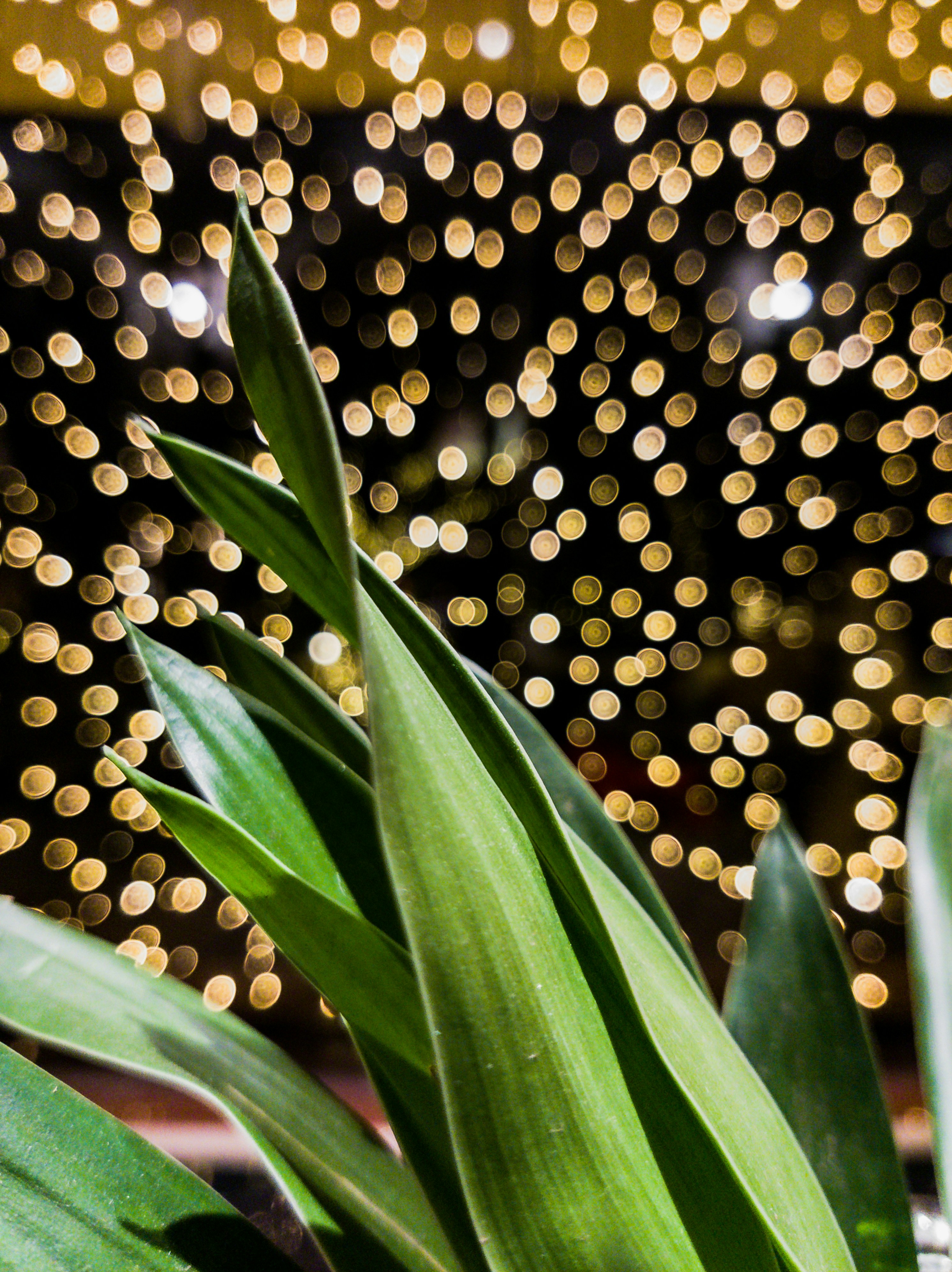 Emerald Fronds Against a Field of Golden Orbs