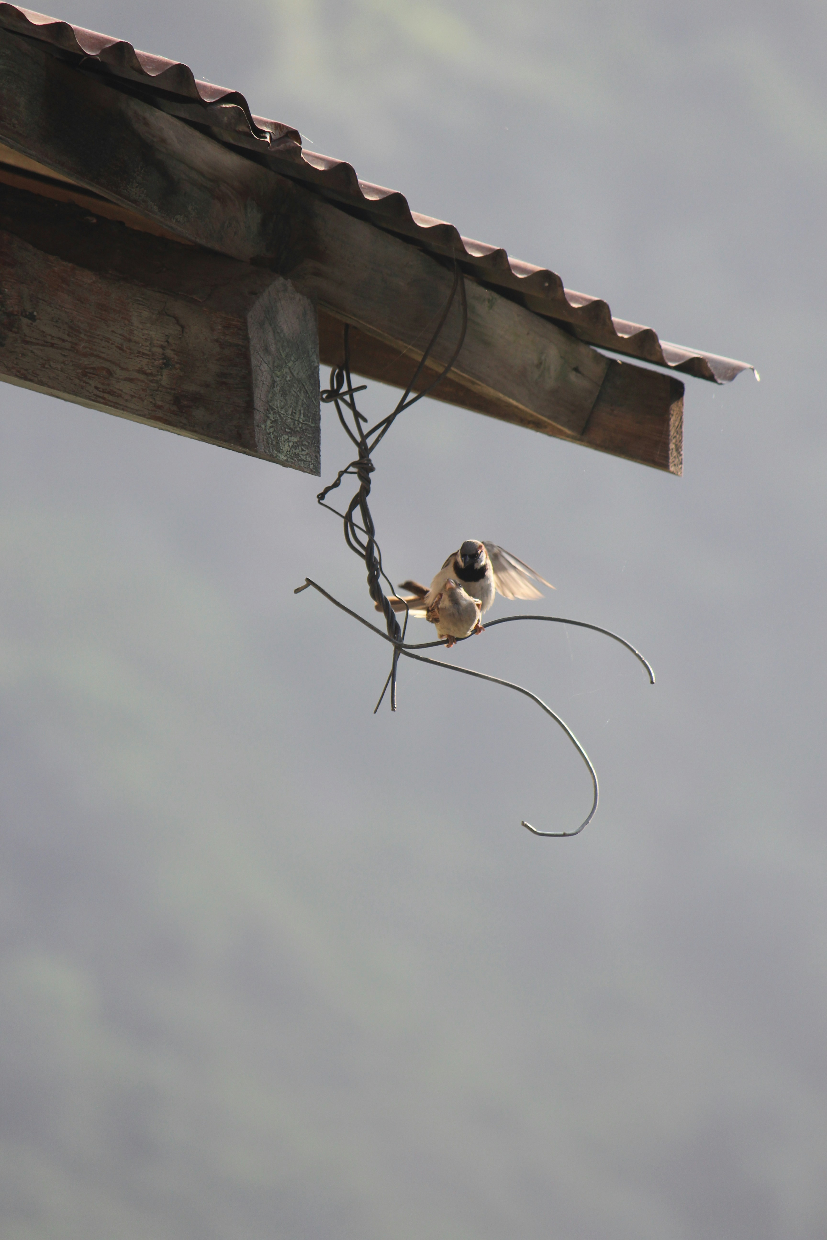 Tiny Acrobat on a Wire Beneath a Weathered Roof in a Misty Valley