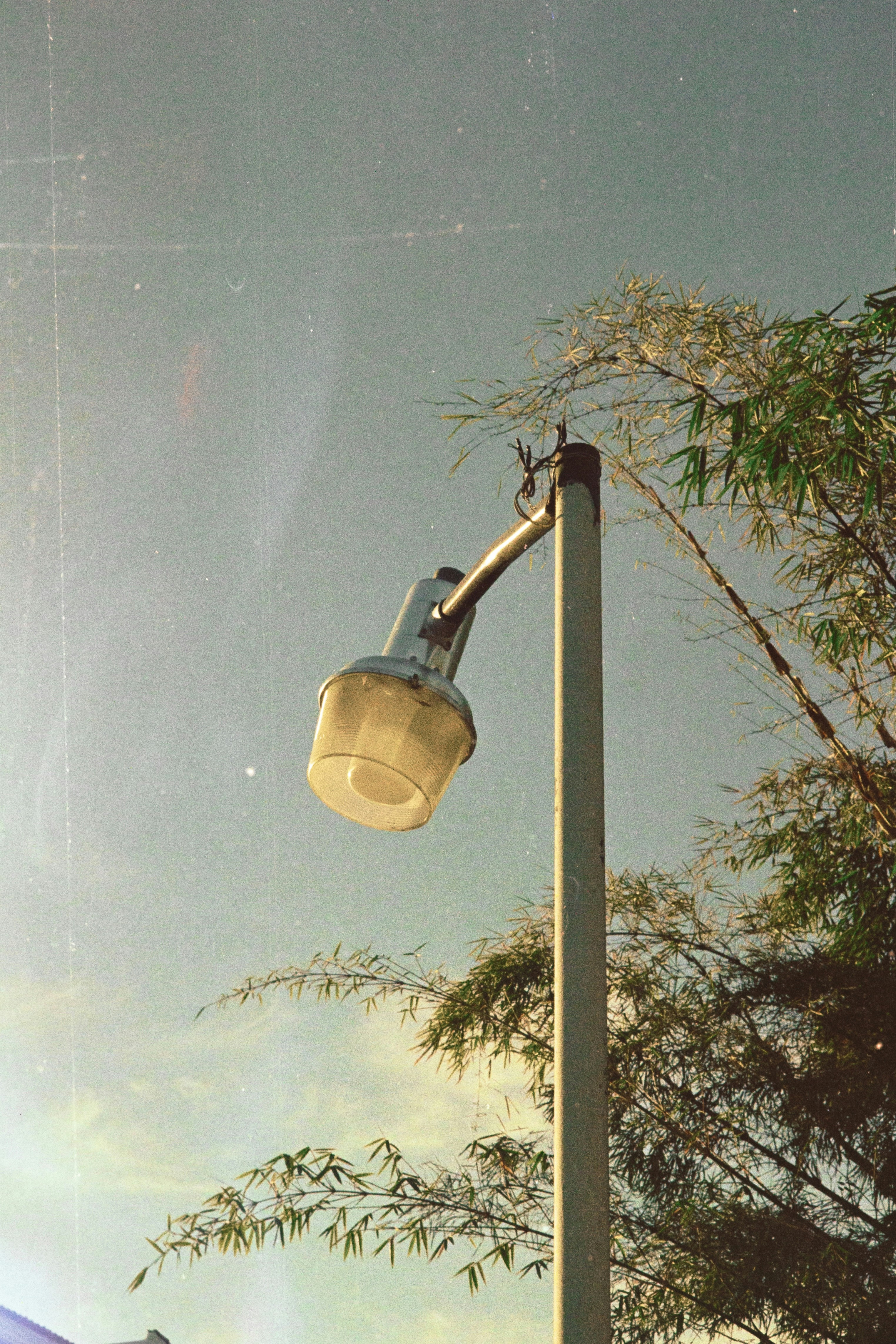 Arc of Light Over a Quiet Sky: A Curved Streetlamp and Whispers of Foliage