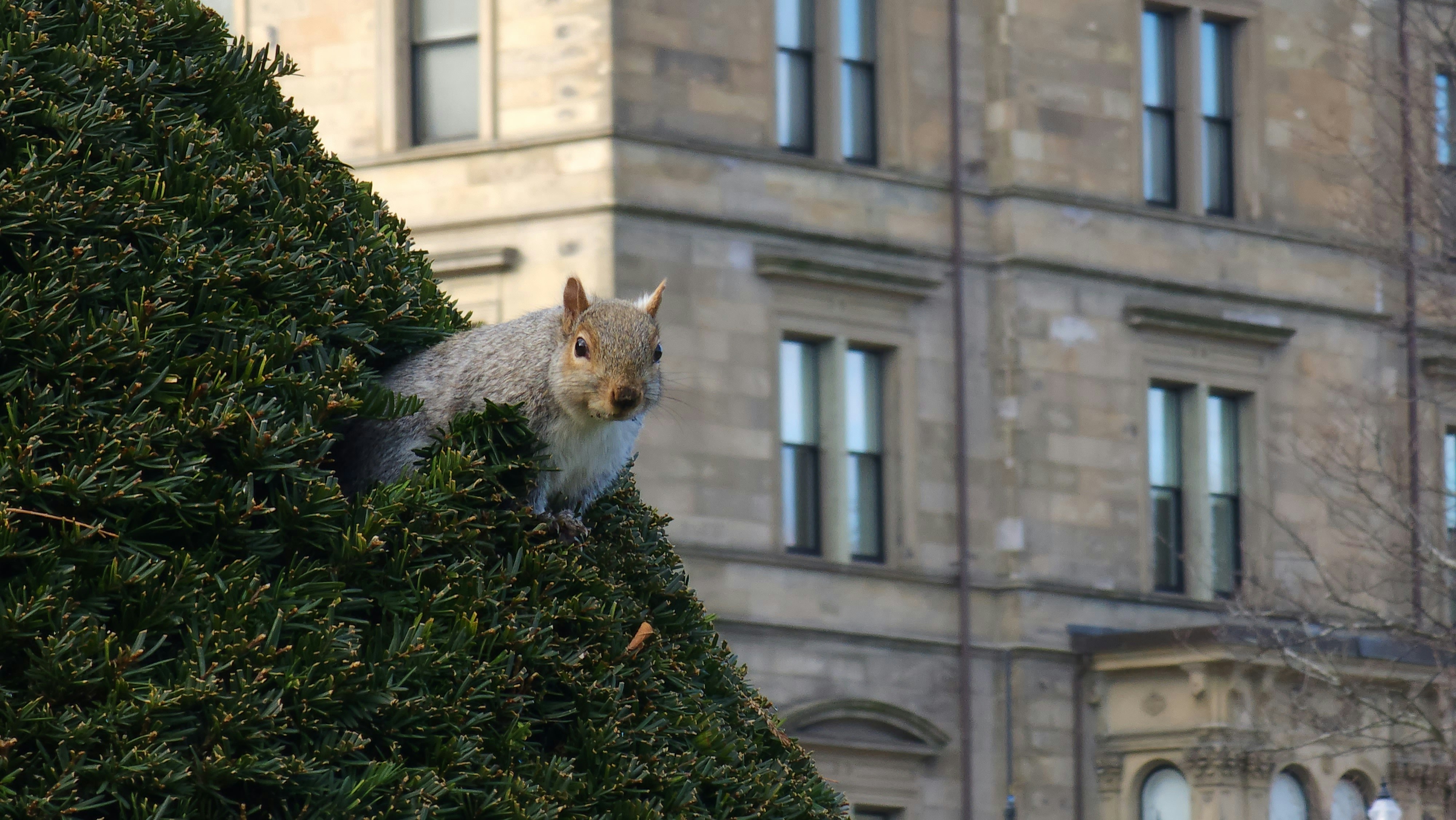 Squirrel on a Pruned Urban Hedge, Framed by a City Façade