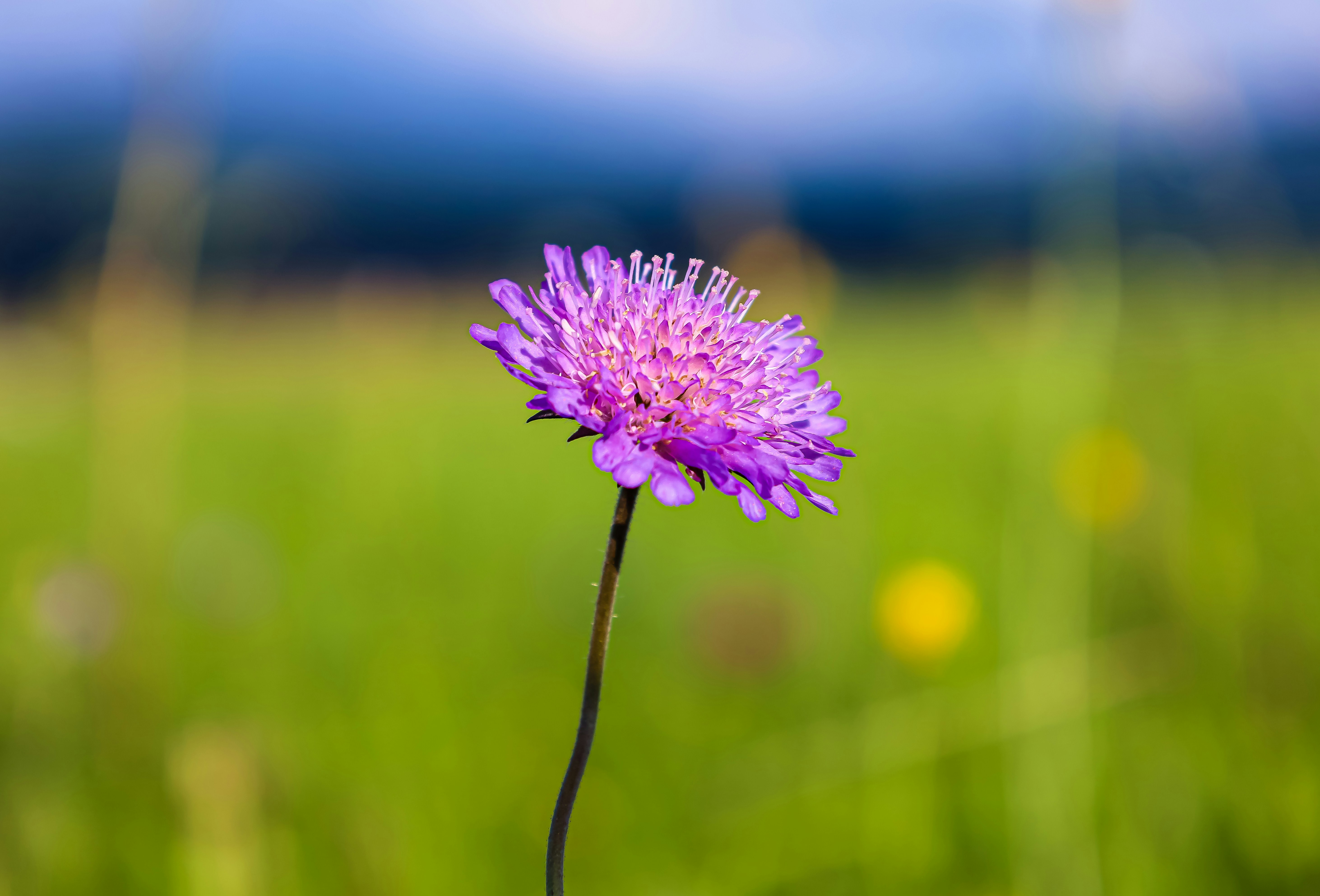 A single purple flower in a grassy field photo – Free Flower Image on ...