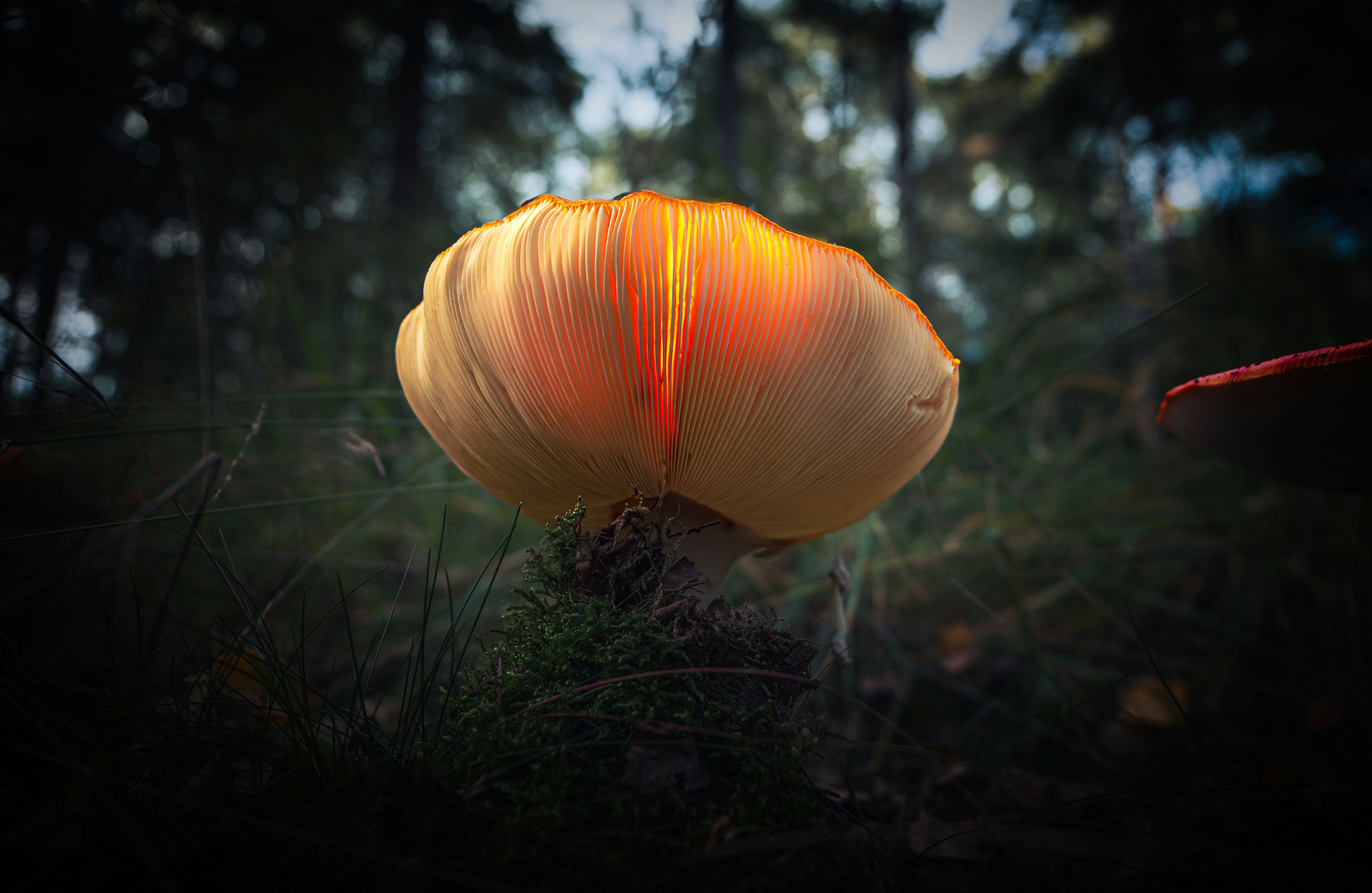Mushroom glowing with vibrant orange hues in a dimly lit forest.