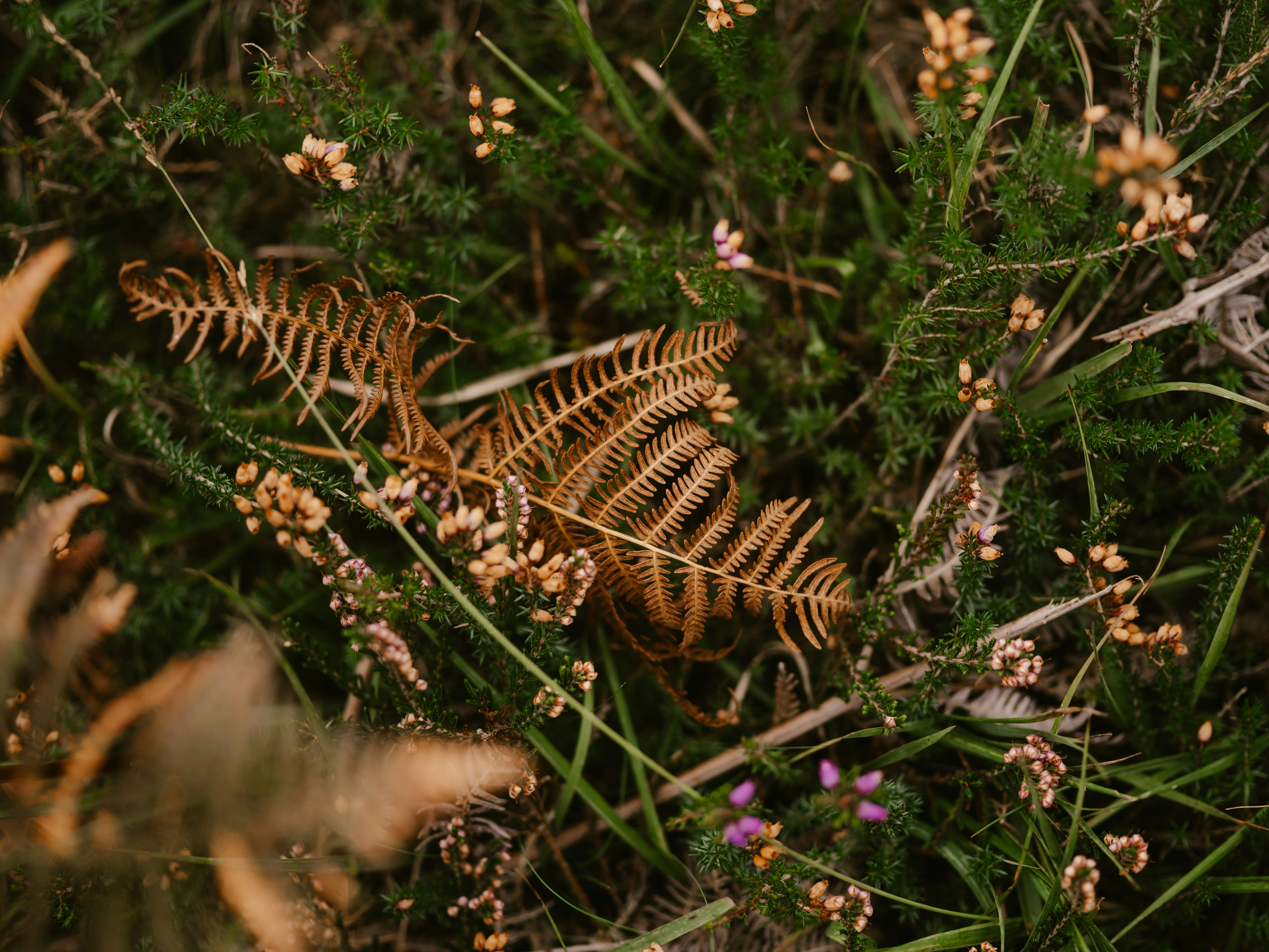 A close up of a fern in a field of flowers photo – Free Fern Image on ...