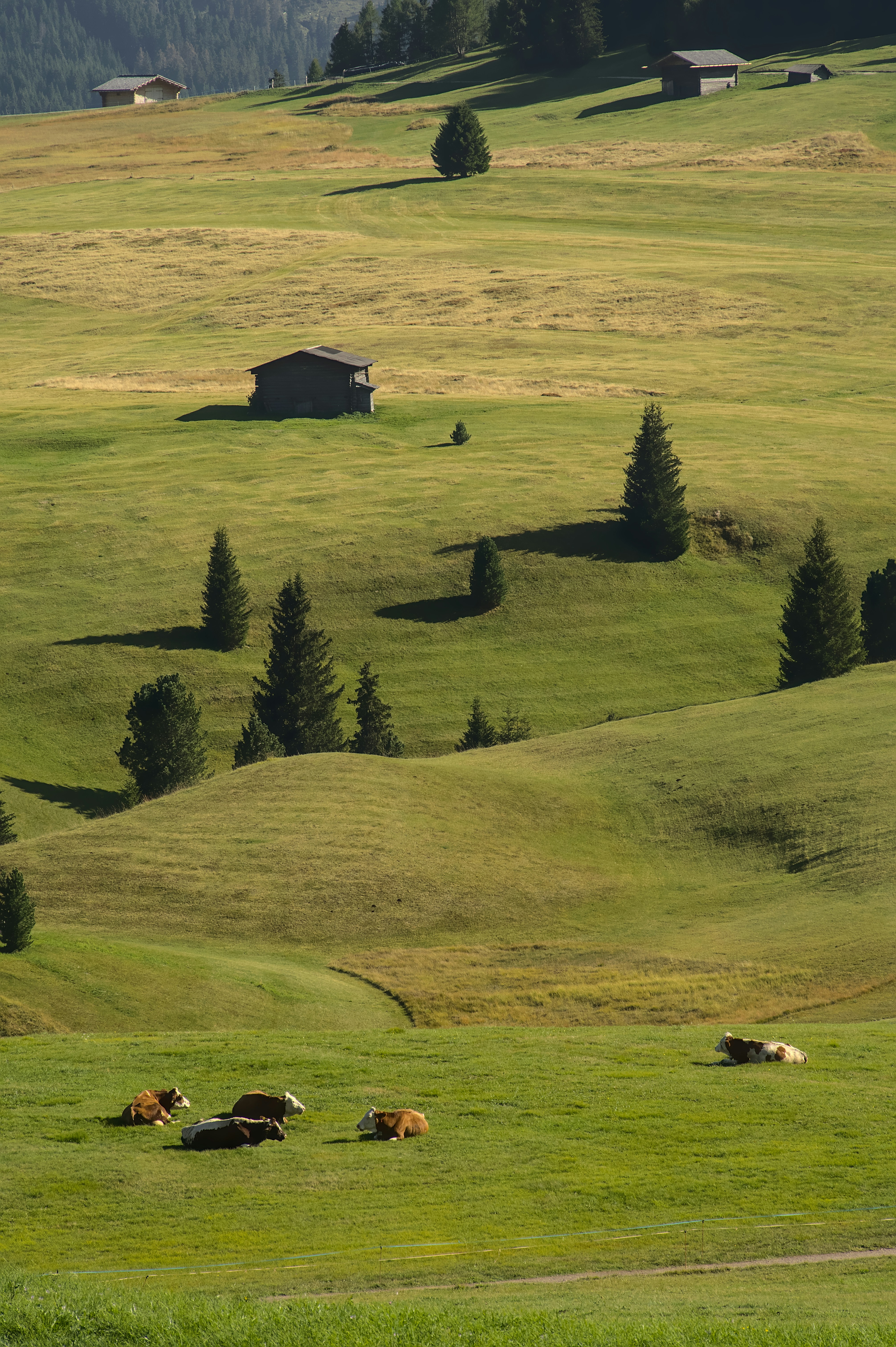 Rolling Alpine Pasture: Cattle, Cabins, and Conifers on a Quiet Hillscape