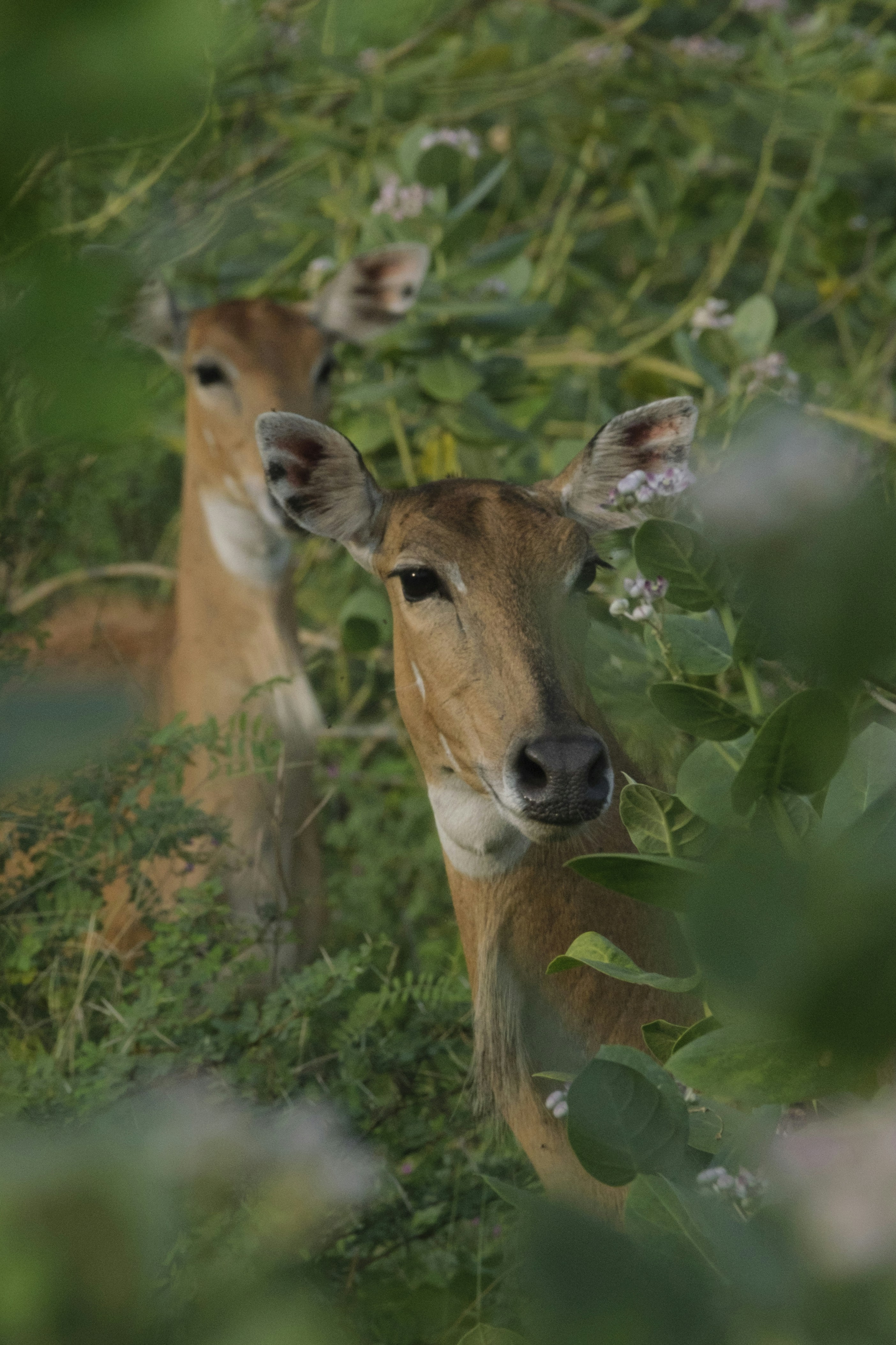 Two Deer Peering Through Spring Foliage