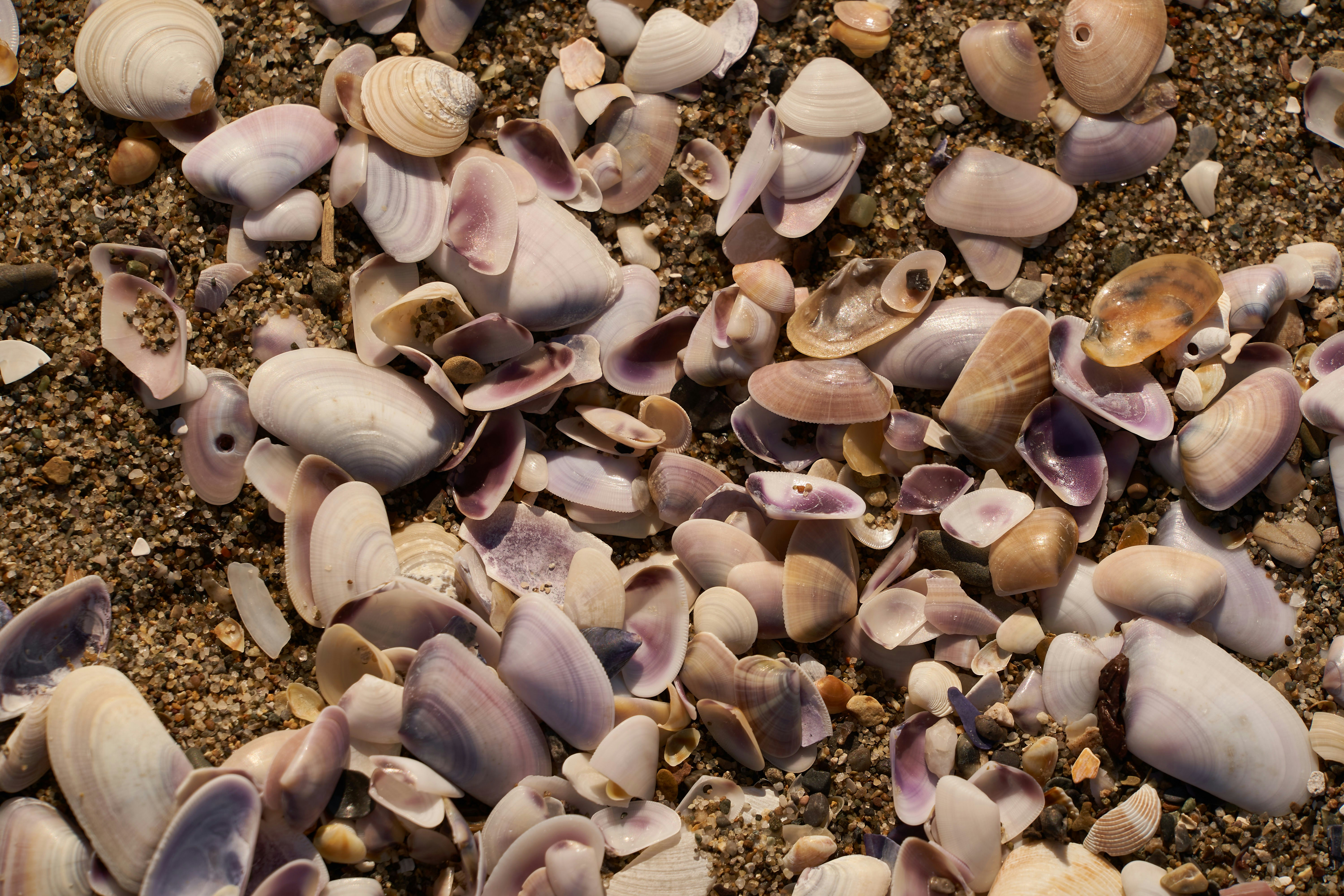 A bunch of seashells that are laying on the sand photo – Free Food ...