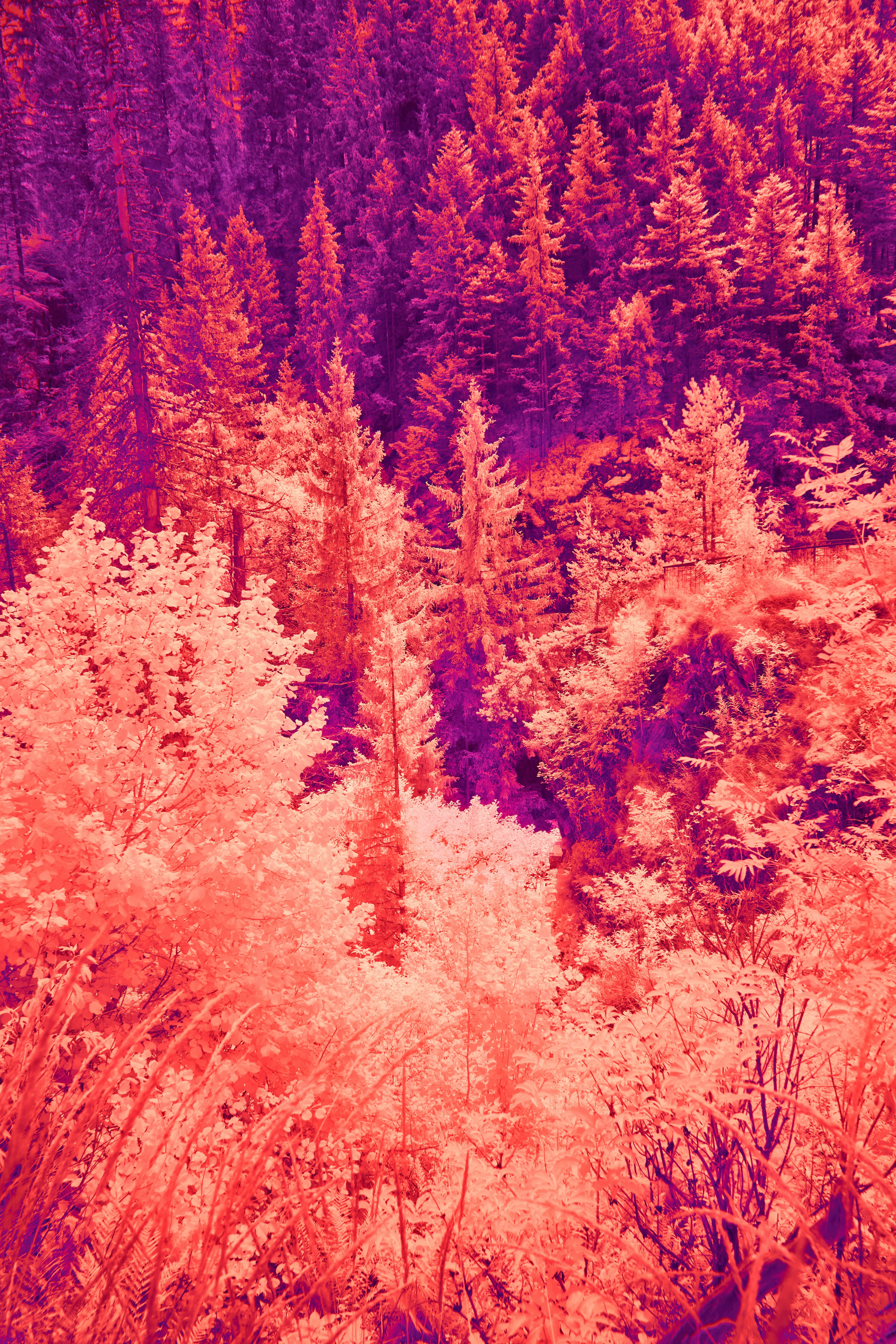 Infrared image of trees in a forest photo – Free Vegetation Image on ...