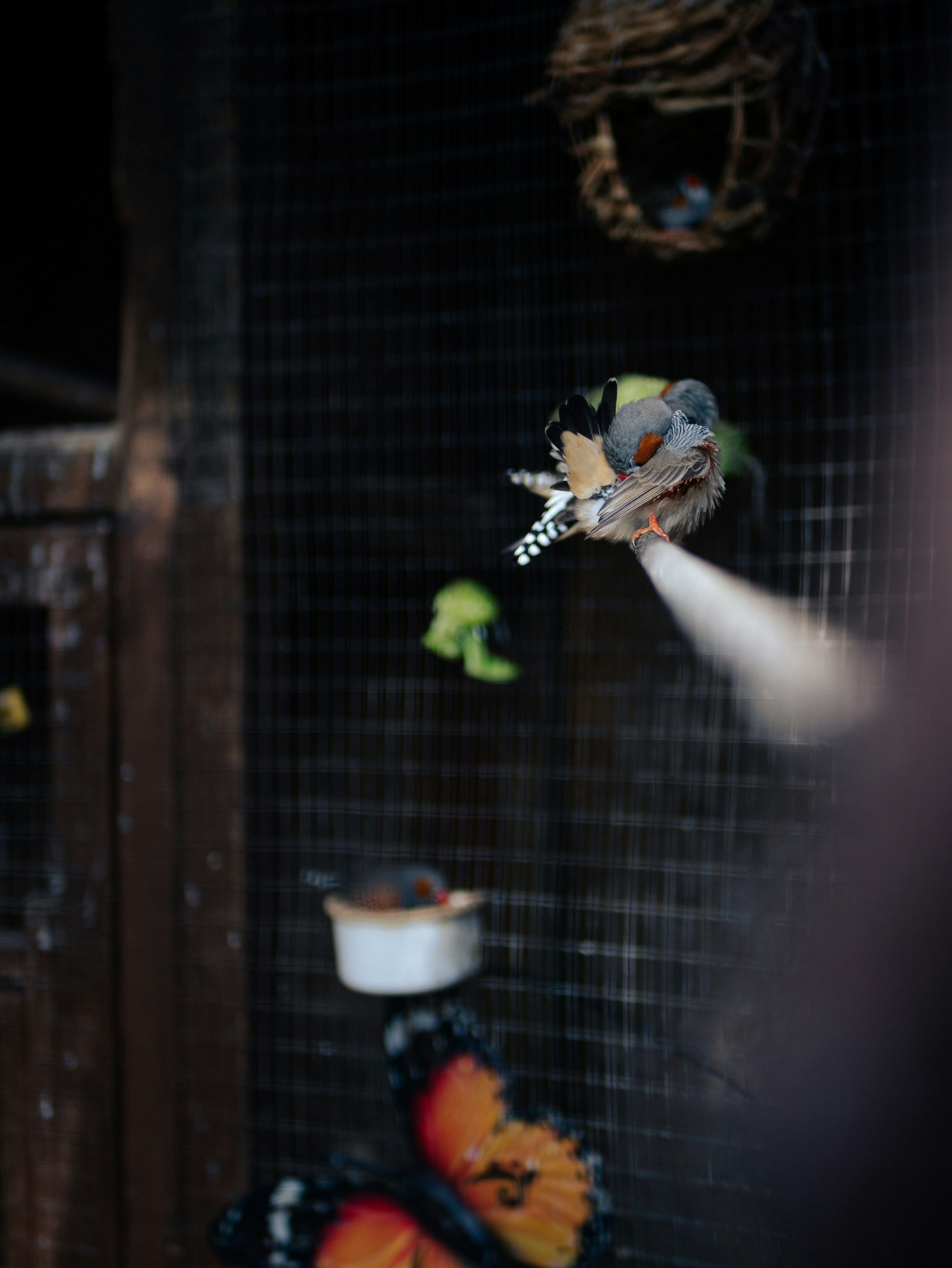 Aviary Moment: Parakeet Perched on a Pale Arm Amid Diamond Mesh