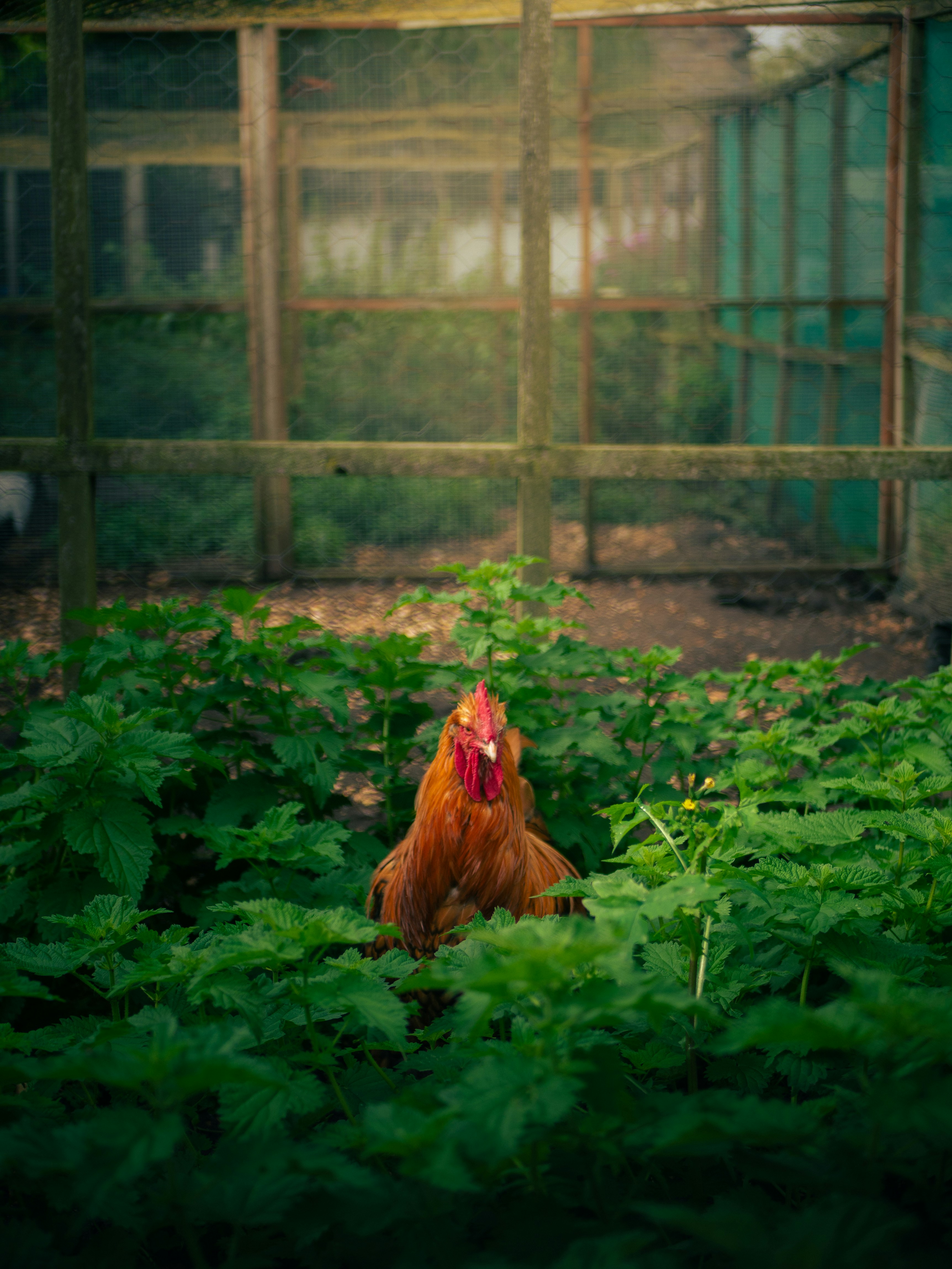 a chicken amongst leaves in a pen