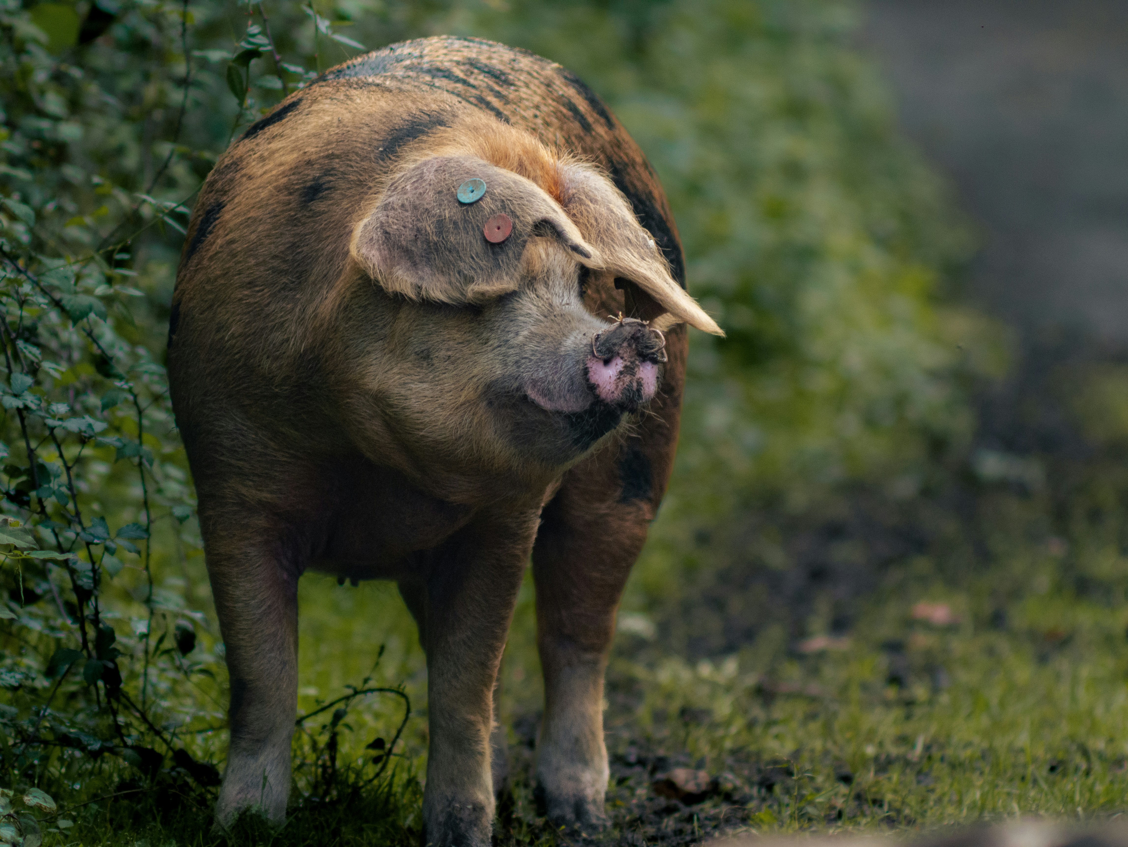 A large pig standing on top of a lush green field photo – Free Uk Image ...