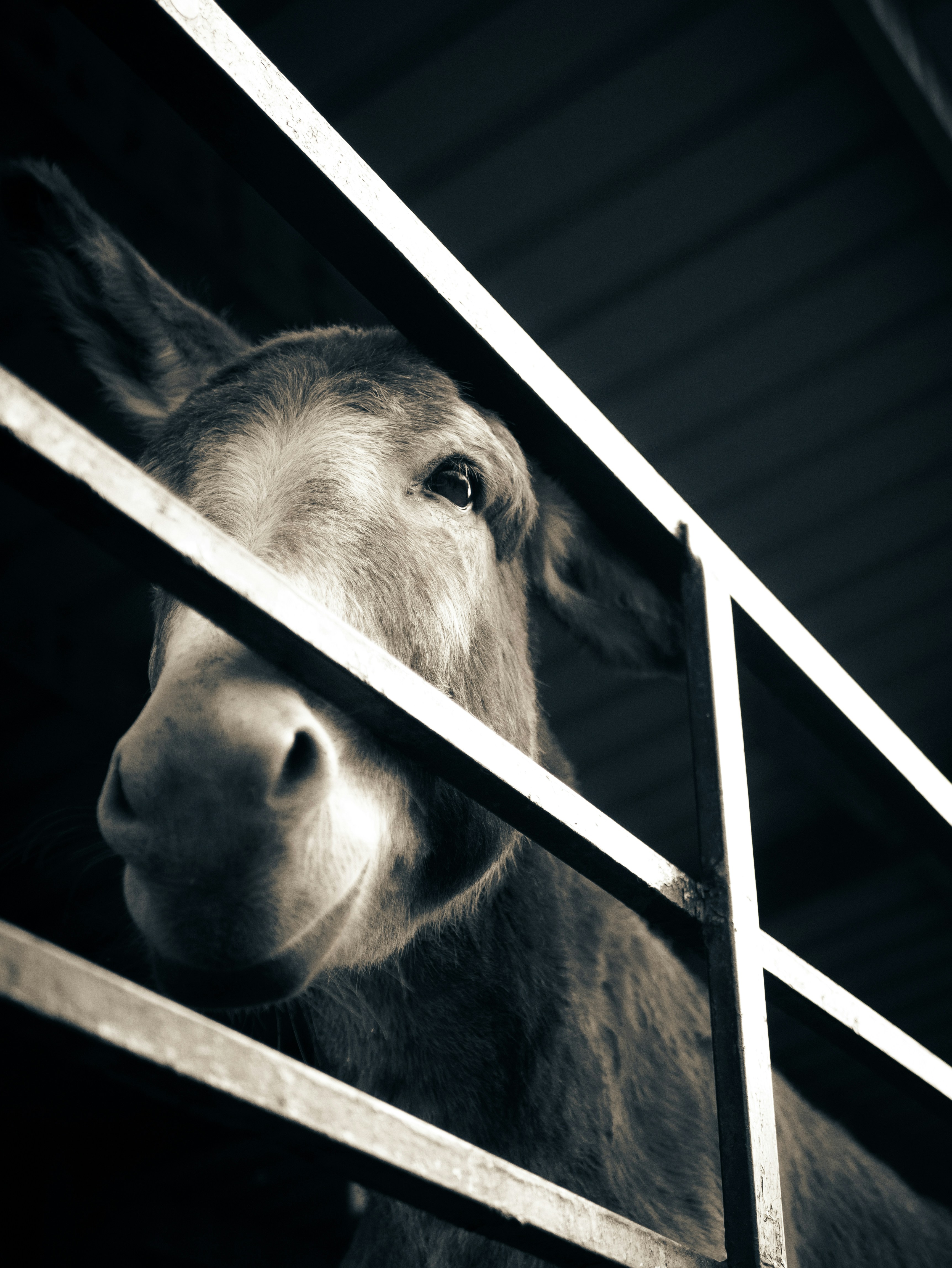 A donkey looking over a fence at the camera photo – Free Fordingbridge ...