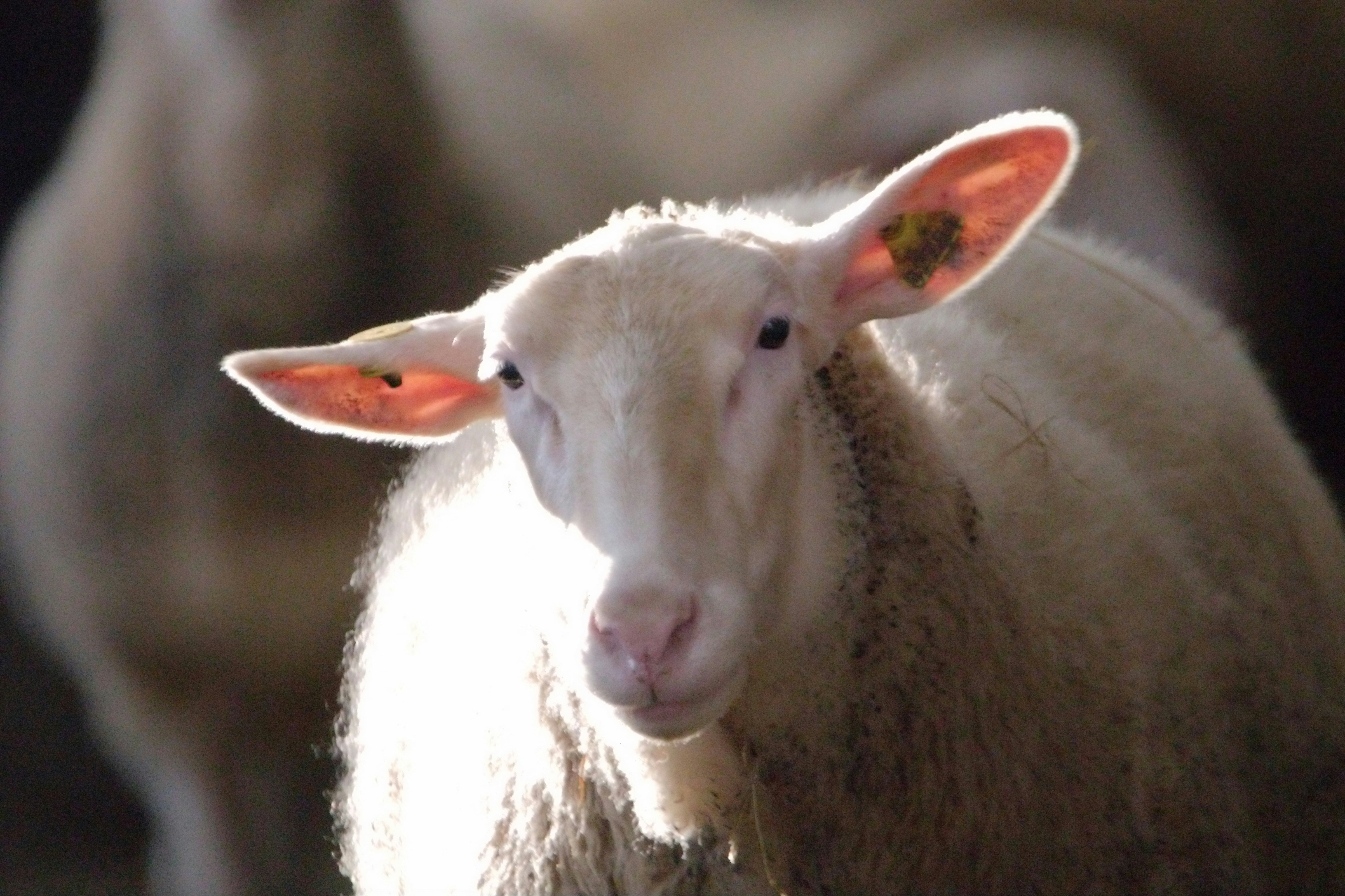 A close up of a sheep with other sheep in the background photo – Free ...