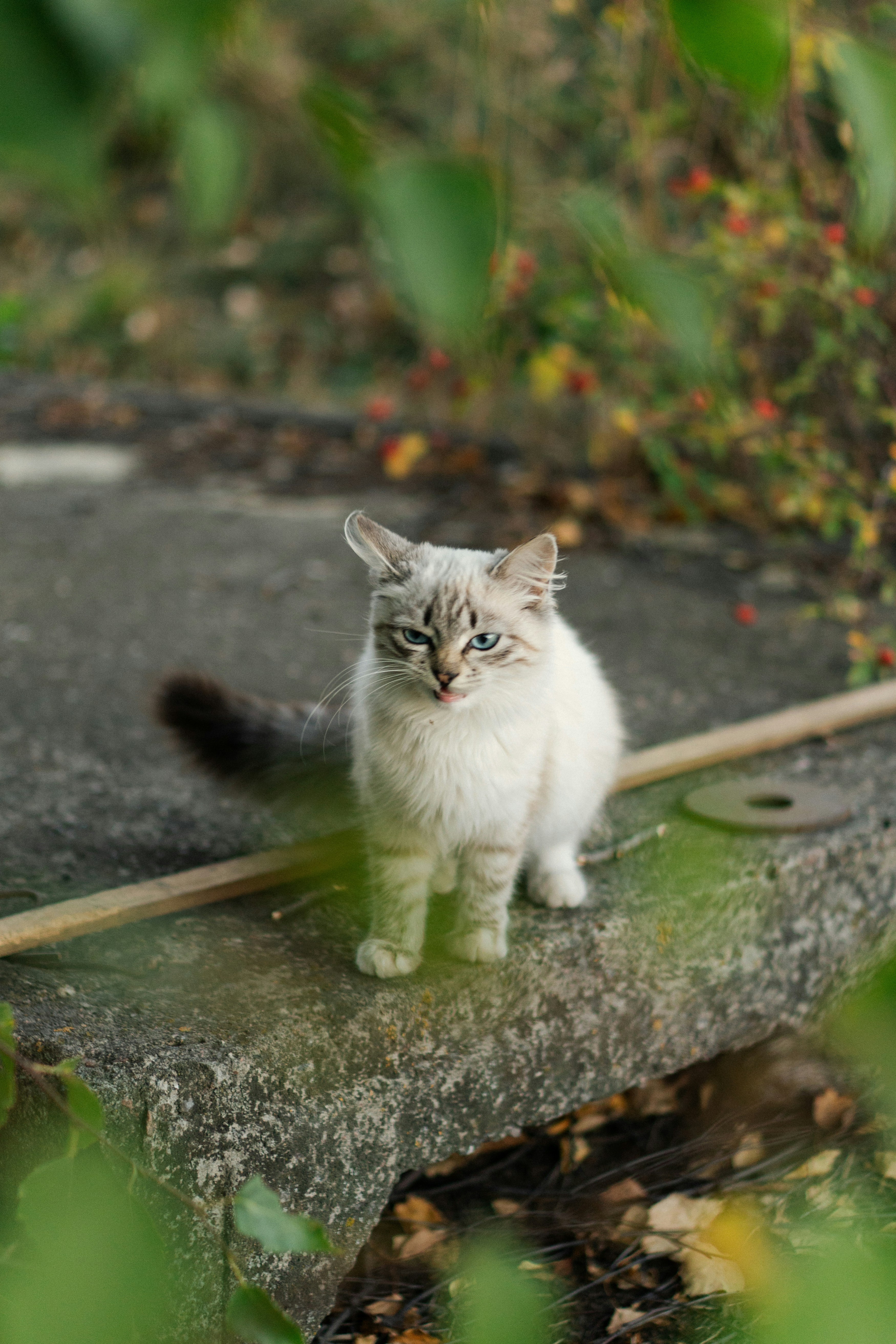 A cat is standing on a concrete slab photo – Free Animal Image on Unsplash