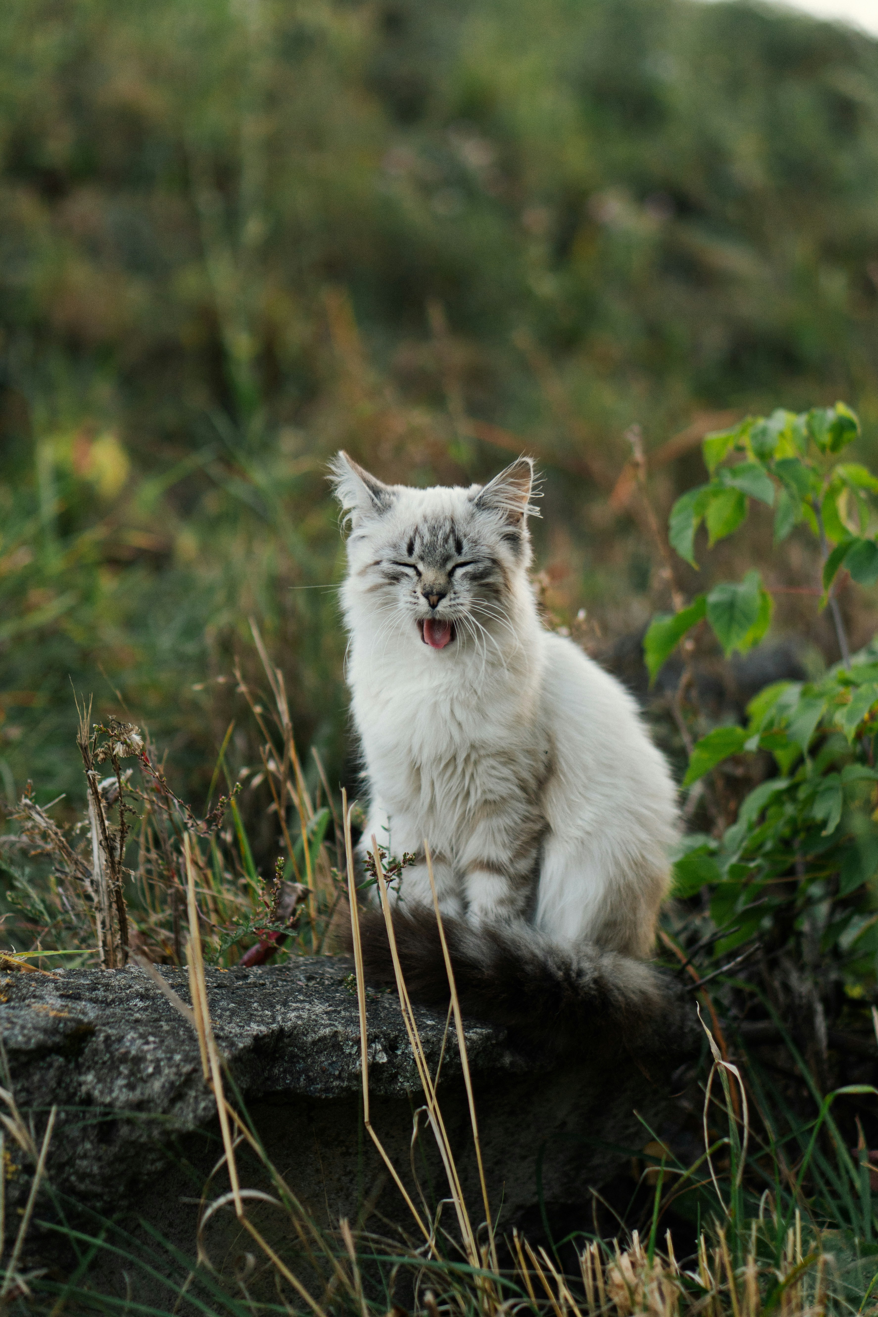 Whiskers at Dusk: A Grinning White Cat Amid Weeds