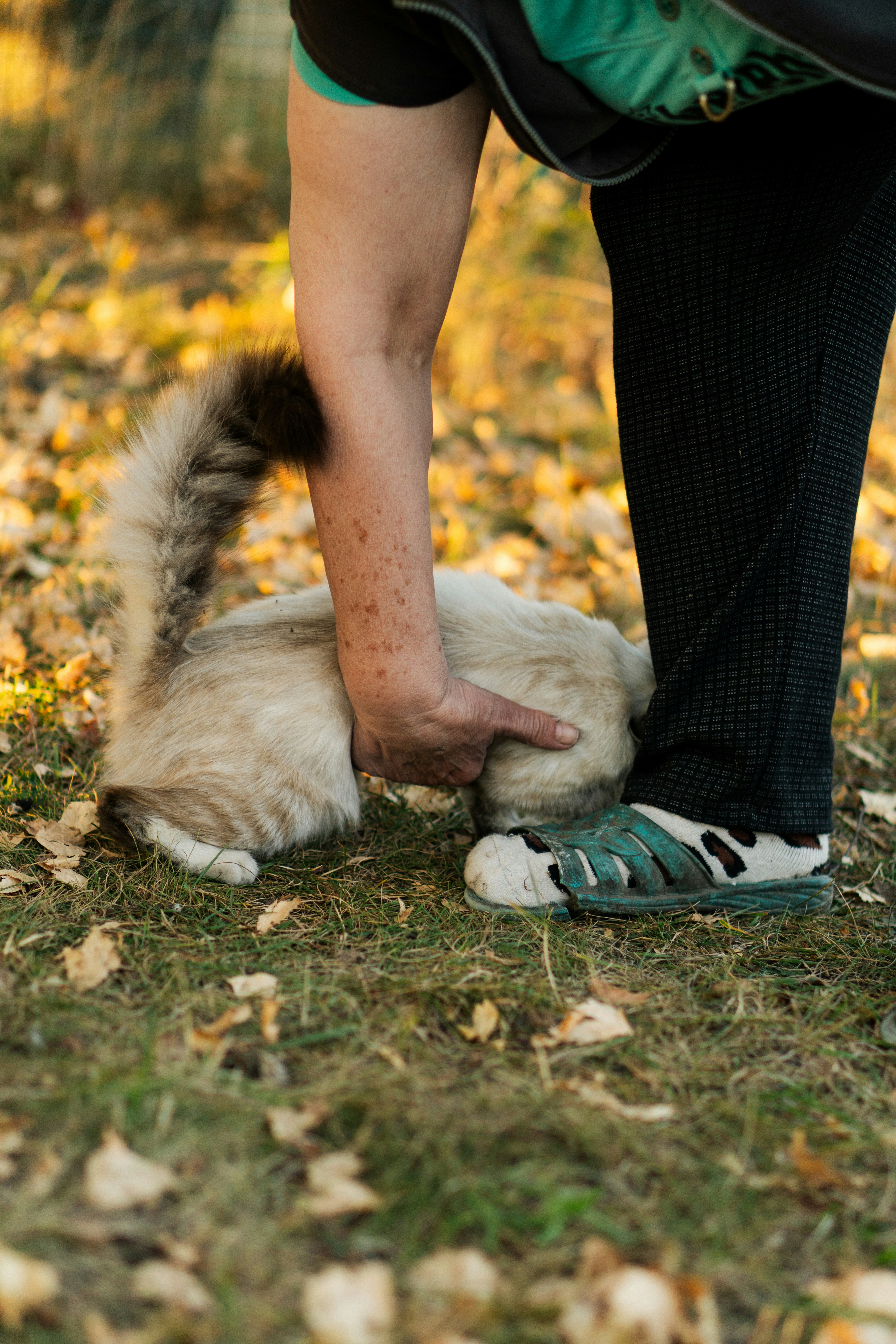 Autumn Grounding: A Person and Cat in Close Contact