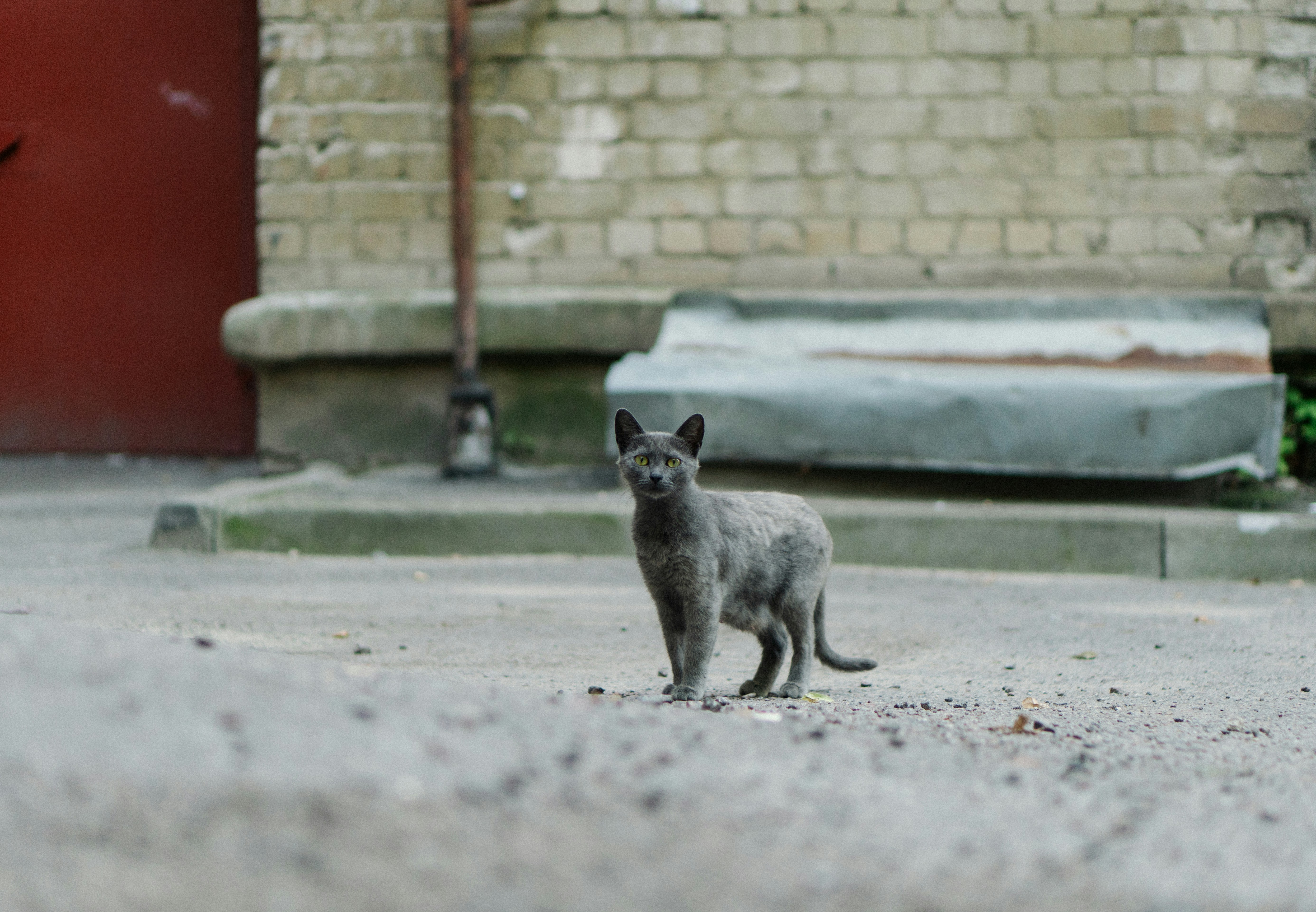 Alley Sentinel: a lone gray cat amid brickwork and rust