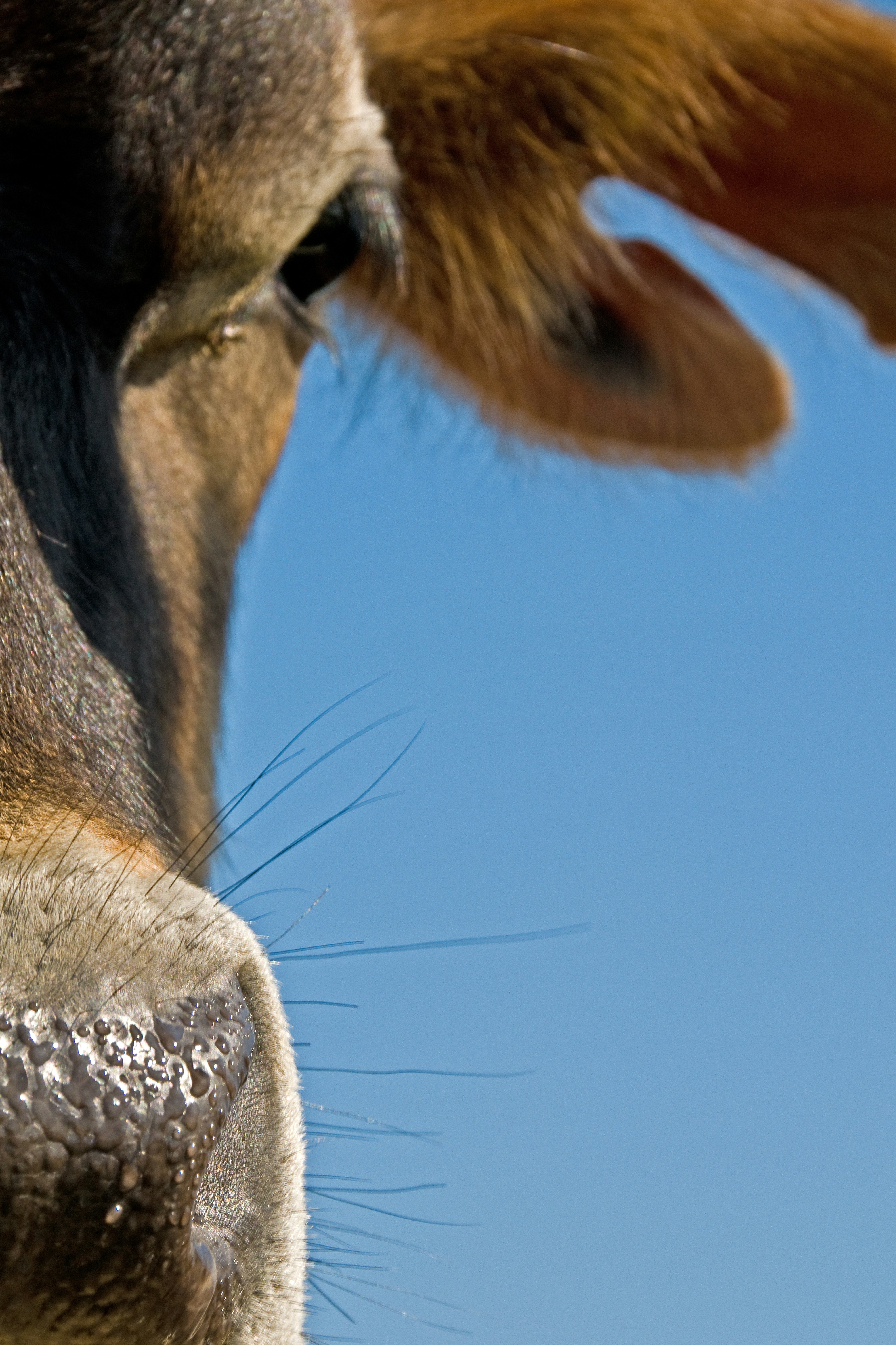 A close up of a cow's nose against a blue sky photo – Free Livestock ...