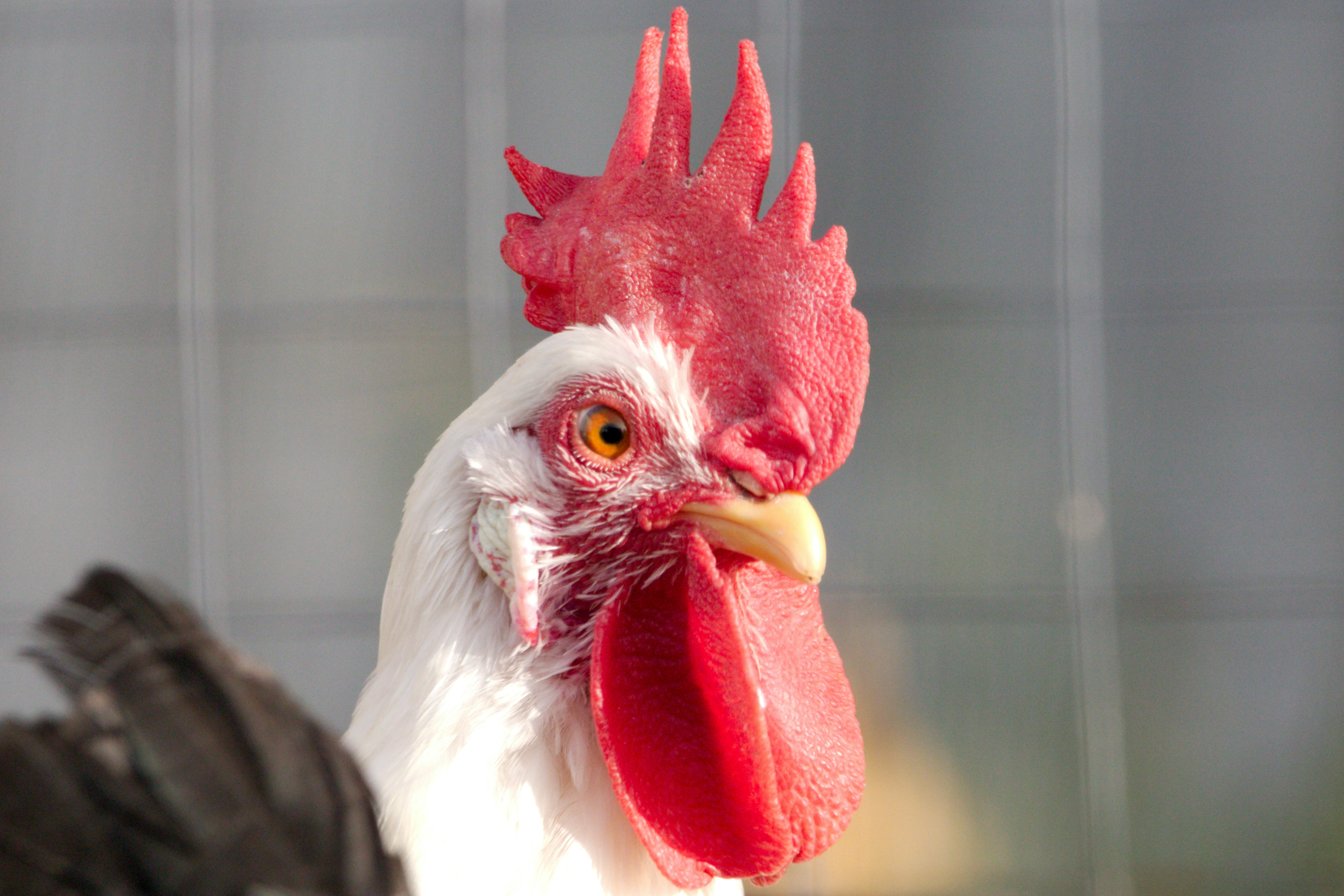 Eye of Ember Crest: A Close-Up Rooster Portrait