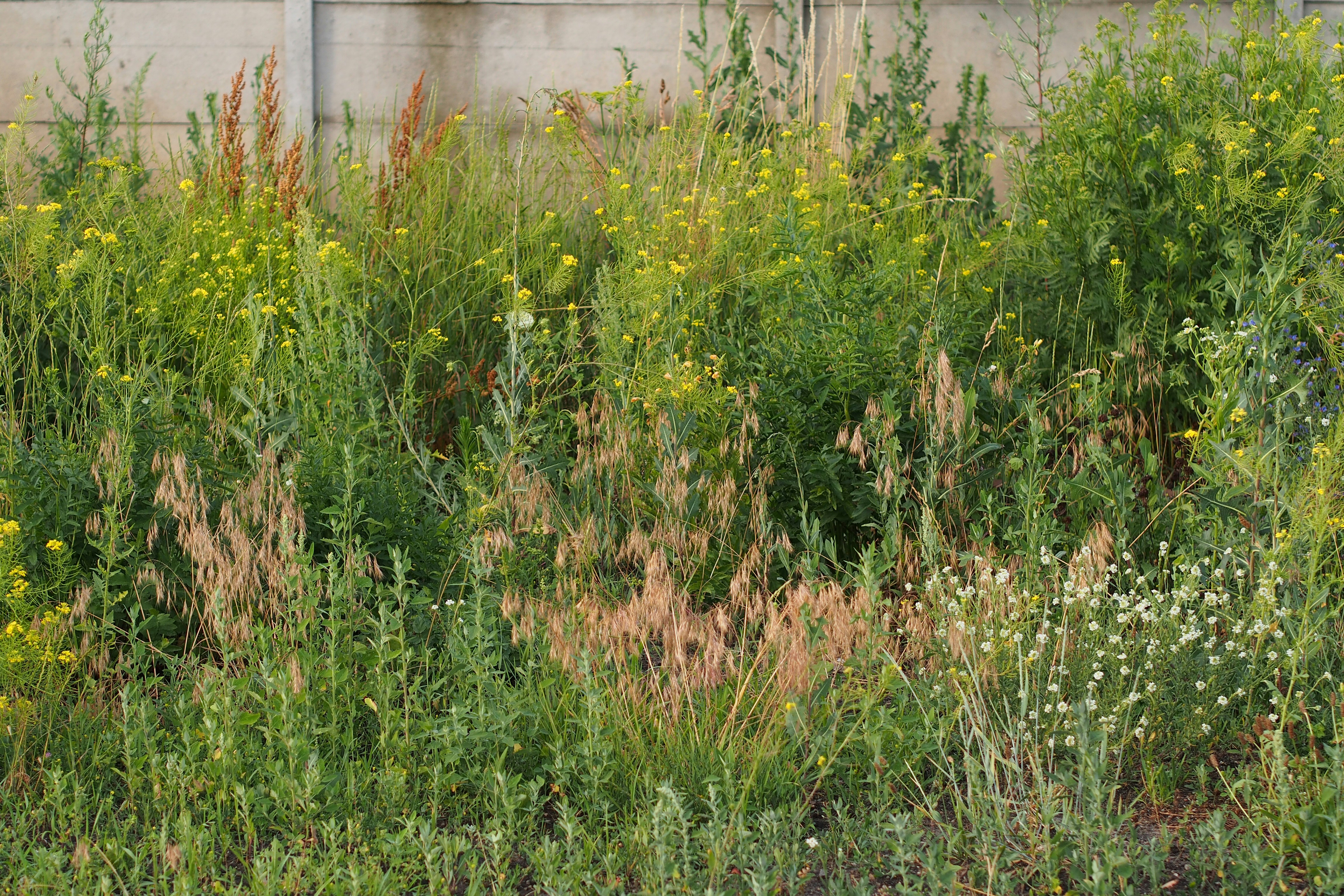 a bunch of plants that are in the grass