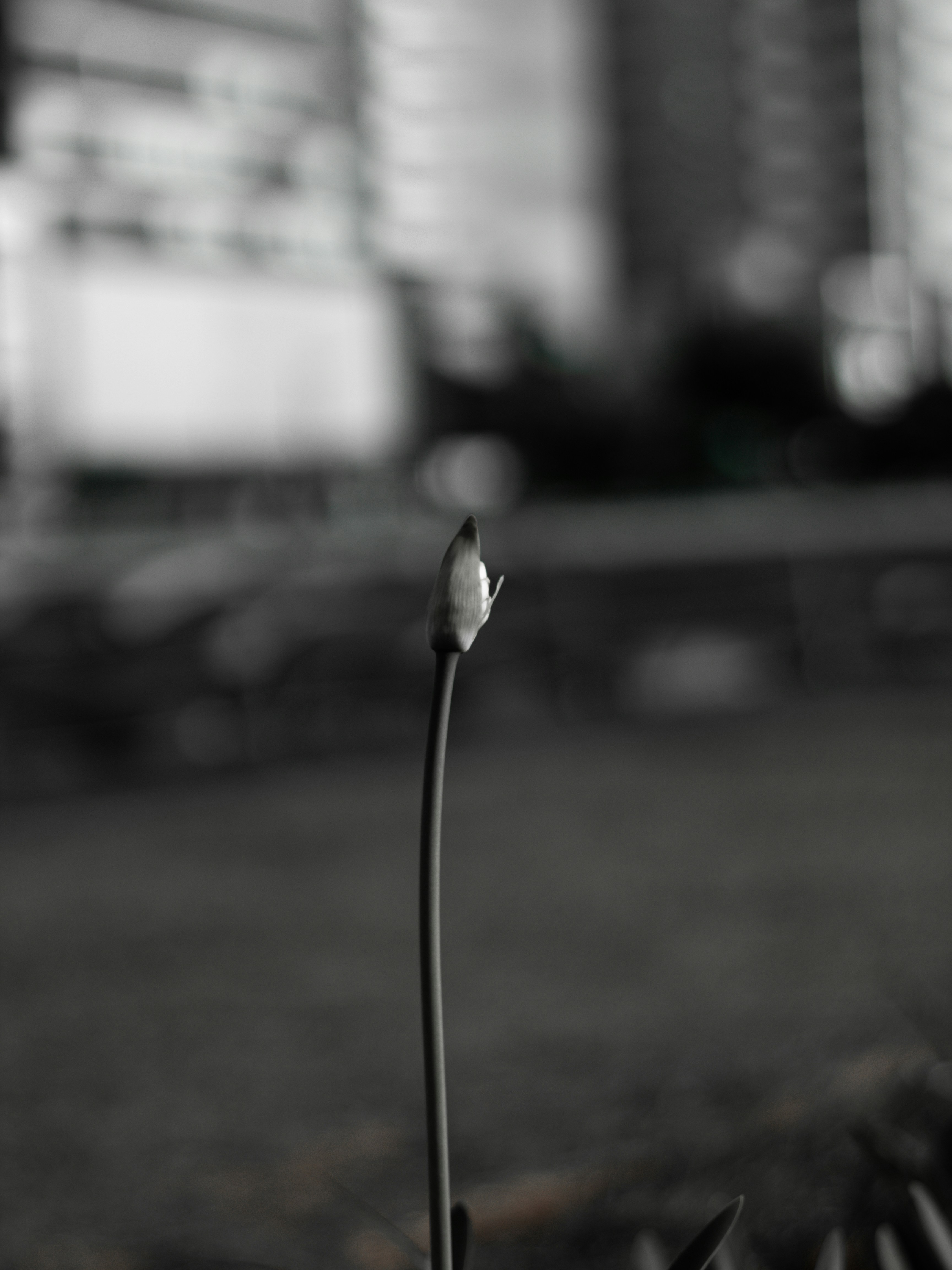 Single Bud, City Echoes