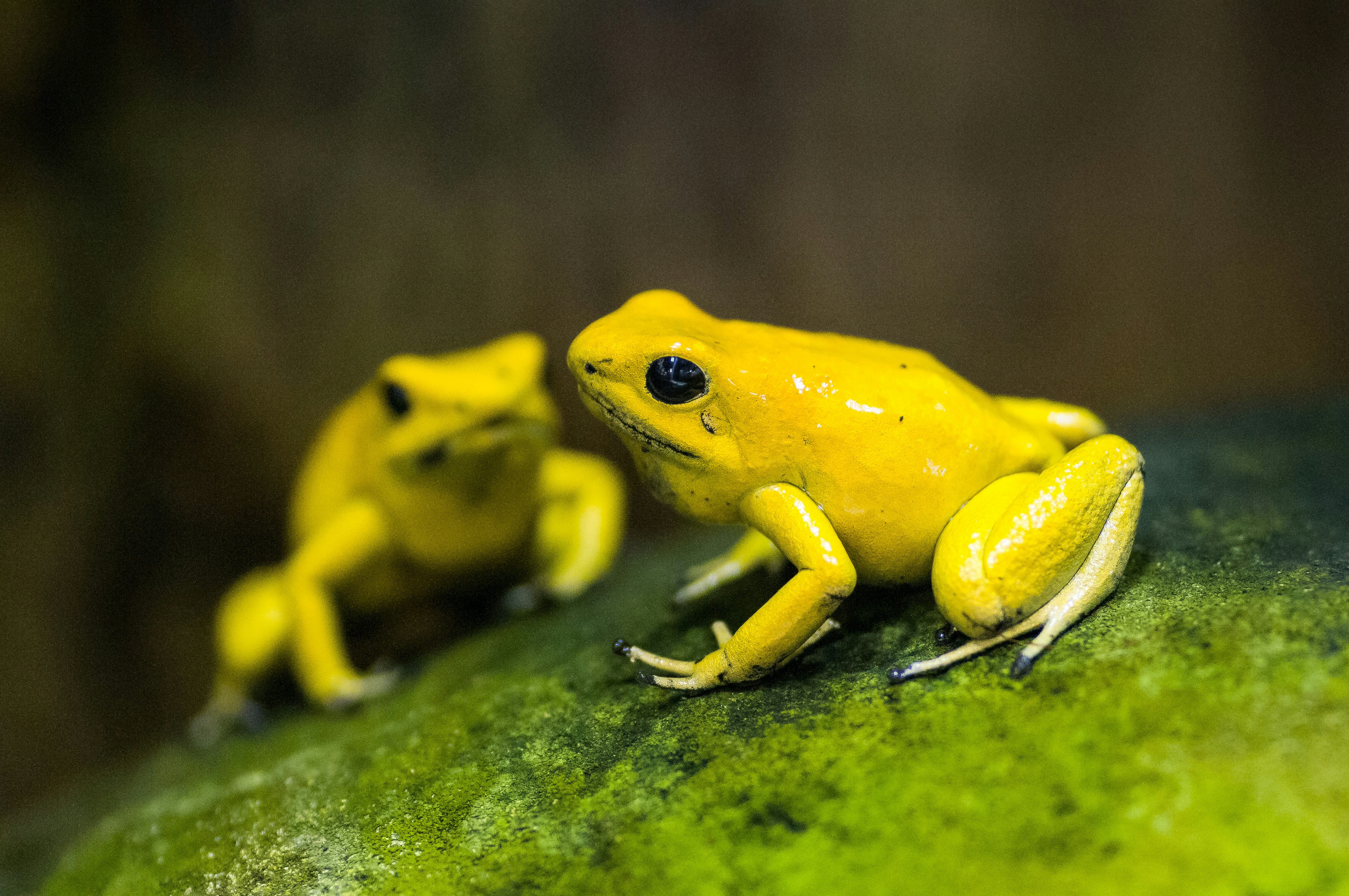 A couple of yellow frogs sitting on top of a green leaf photo – Free ...