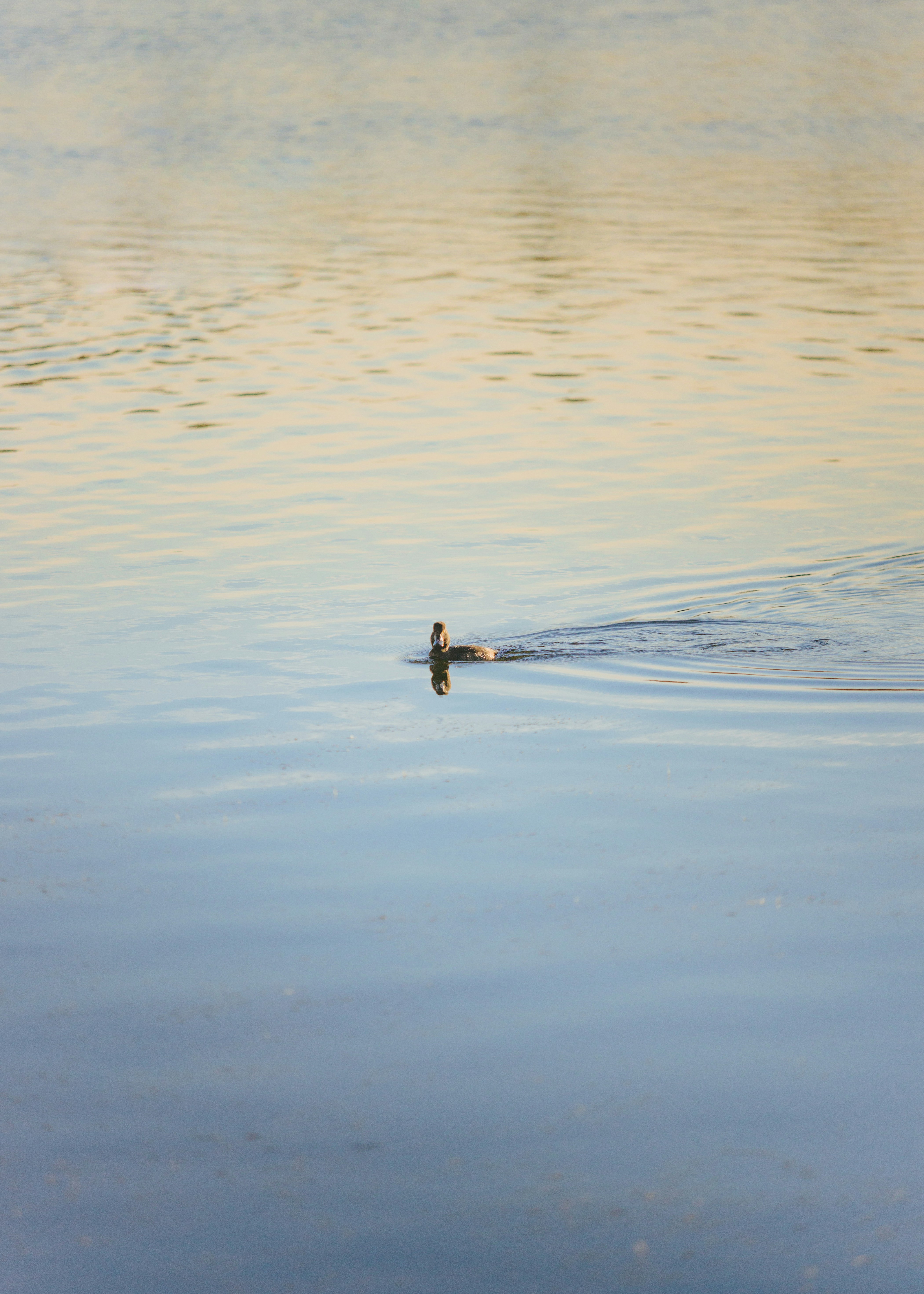 A duck floating on top of a body of water photo – Free Water Image on ...