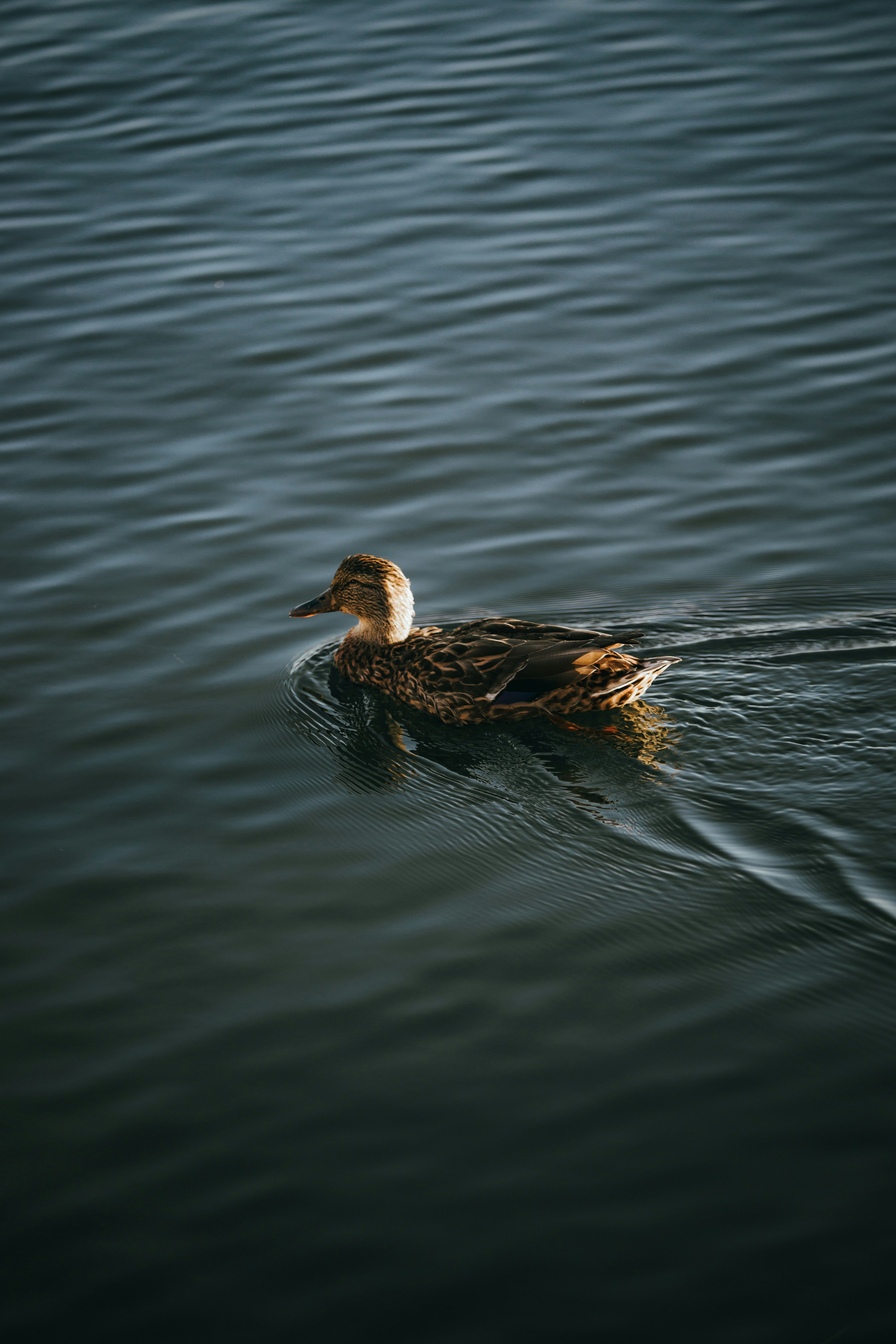 A duck floating on top of a body of water photo – Free Water Image on ...