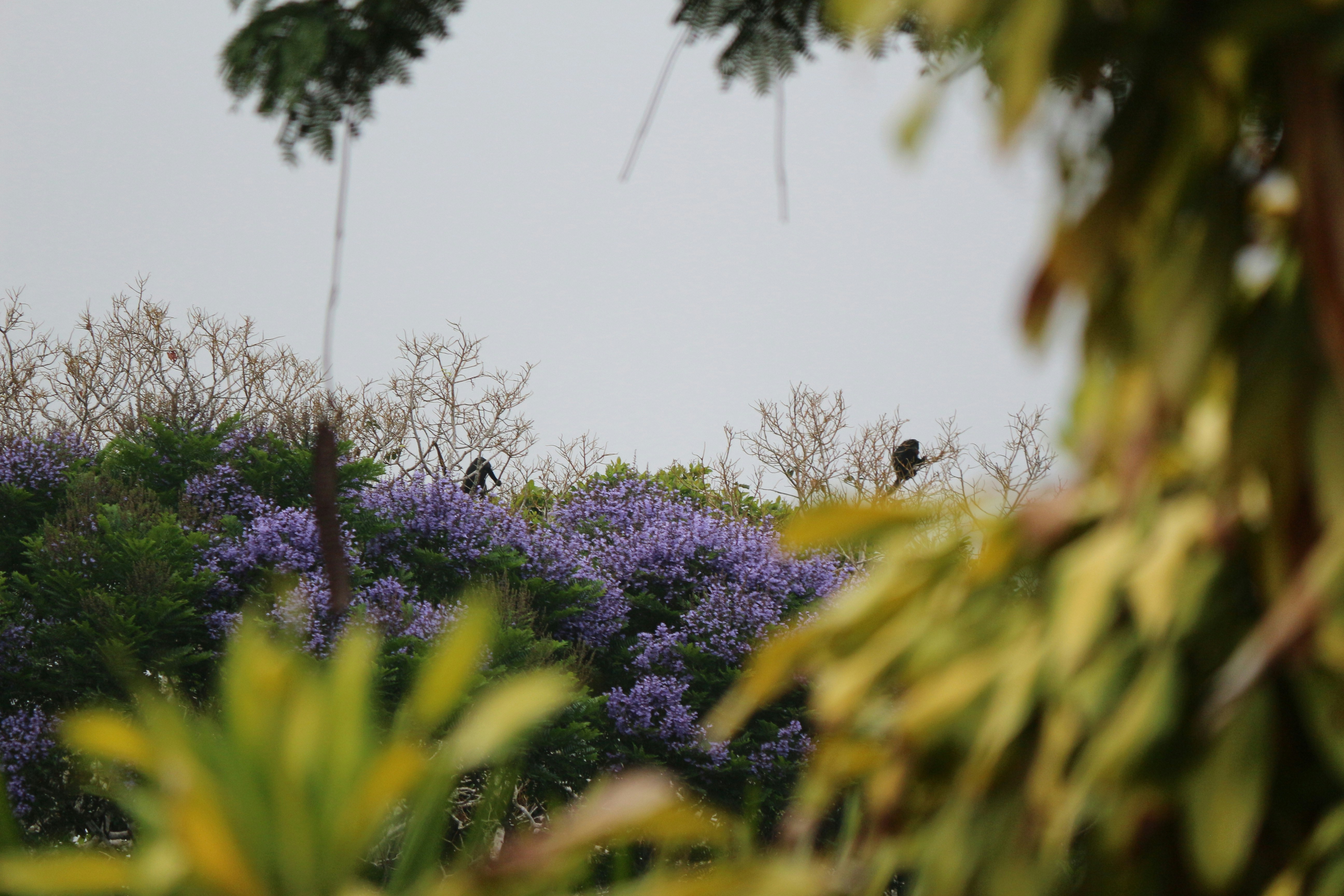 Two Warblers on a Lilac Hedge, Framed by Tropical Fronds