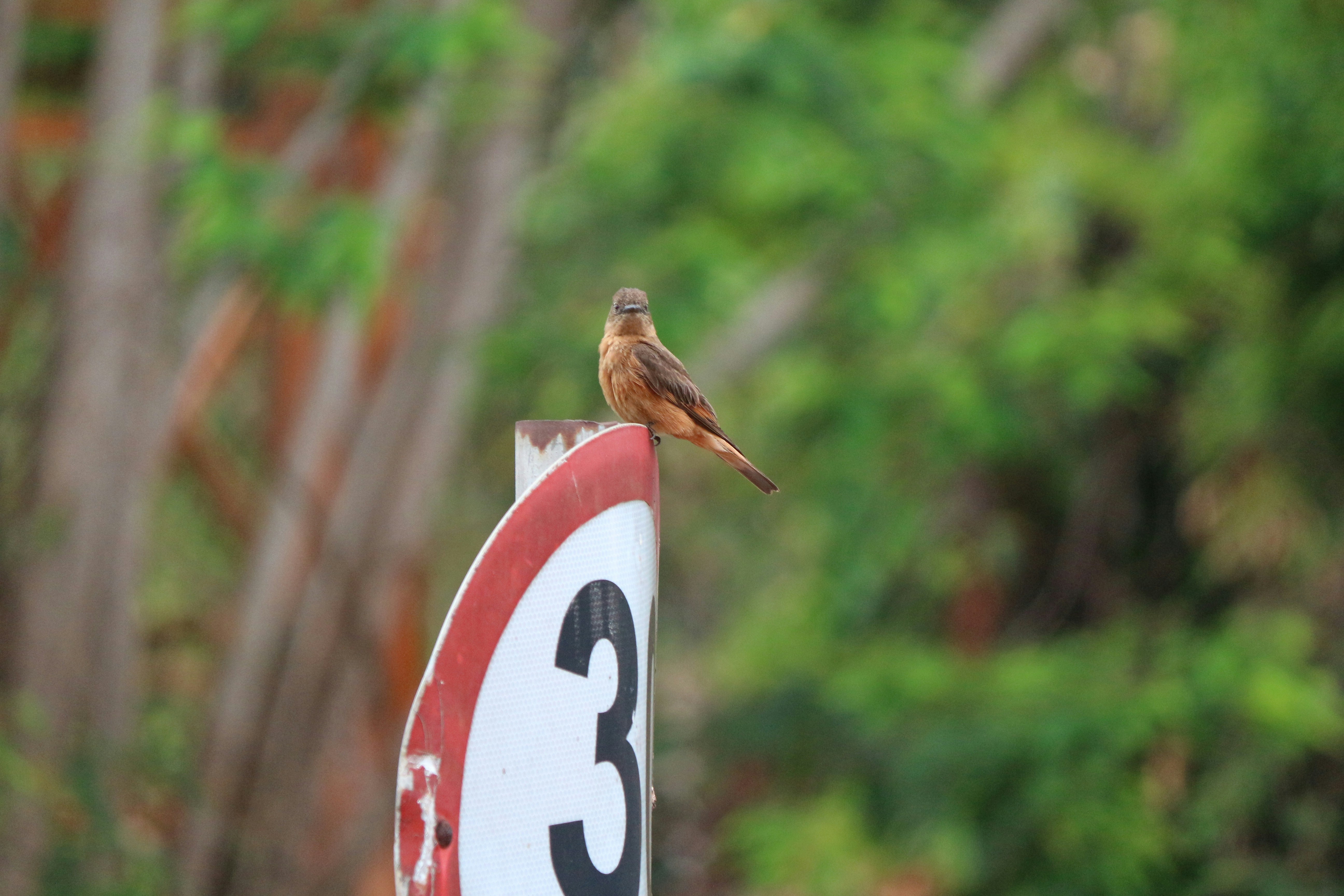 Perch of Focus: A Tiny Brown Songbird on a Weathered Road Sign