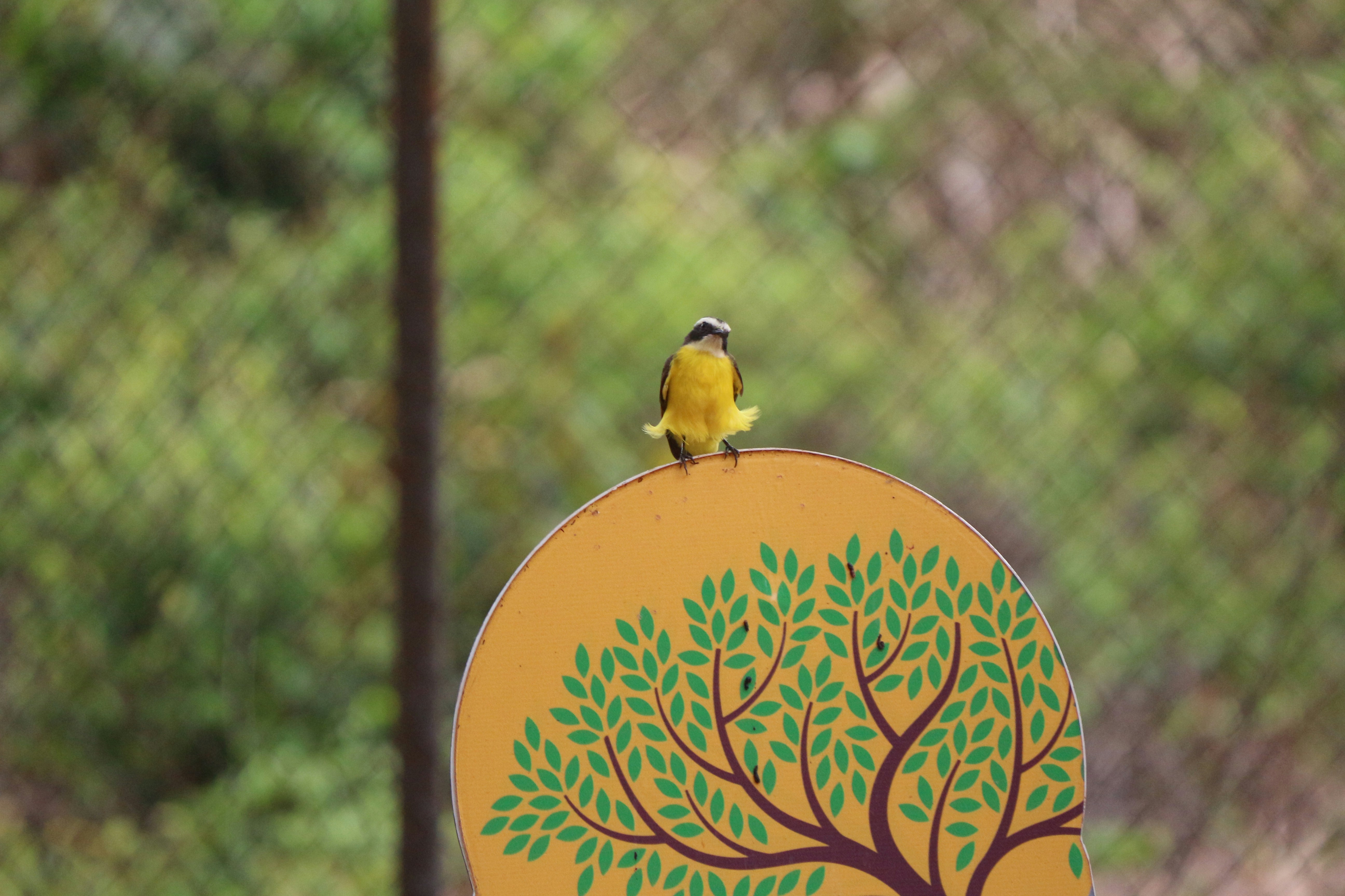Goldfinch on a Sunlit Circular Sign — a Pop of Yellow Against a Verdant Blur
