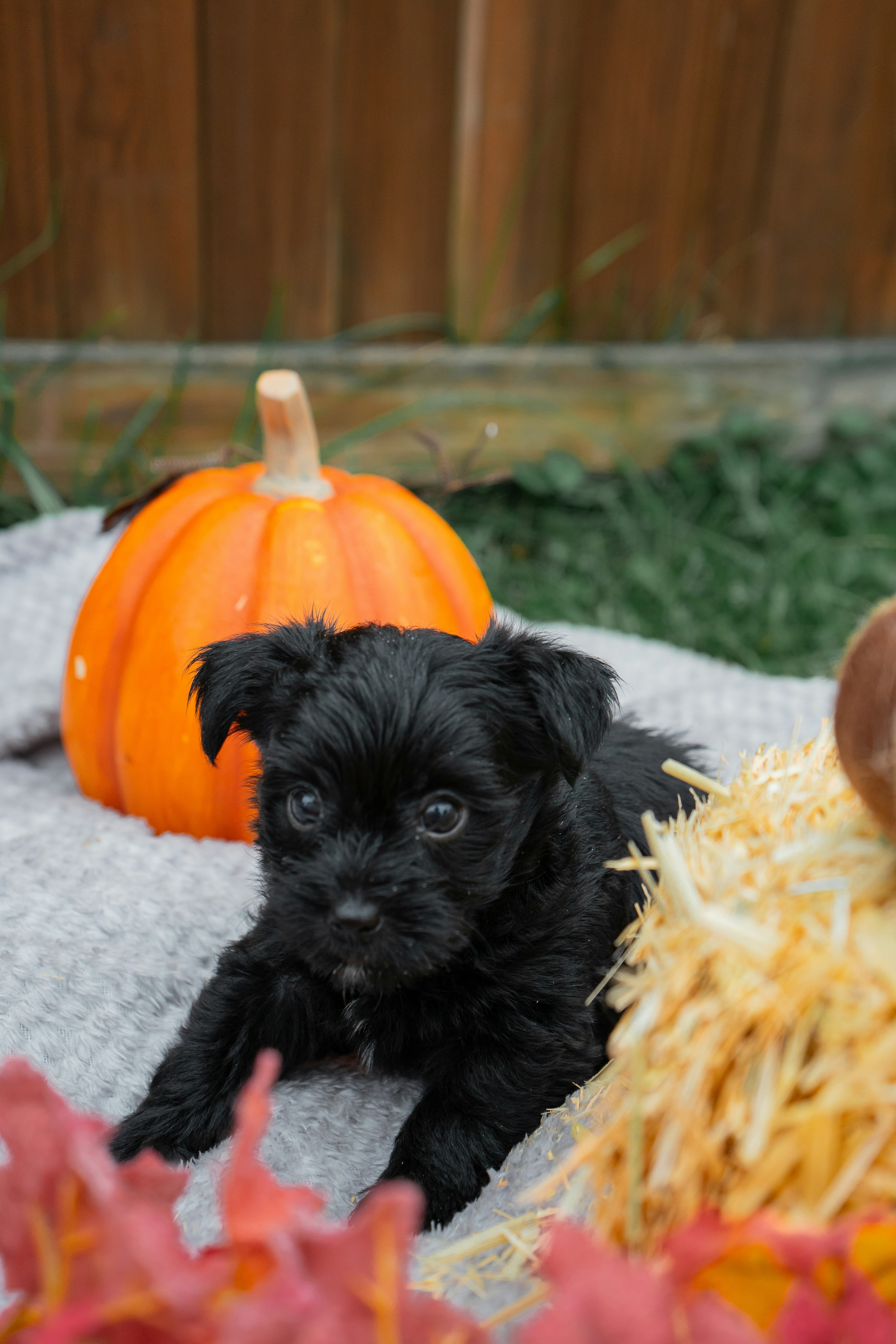 Tiny Terrier, Big Pumpkin: A Halloween Moment in Soft Focus