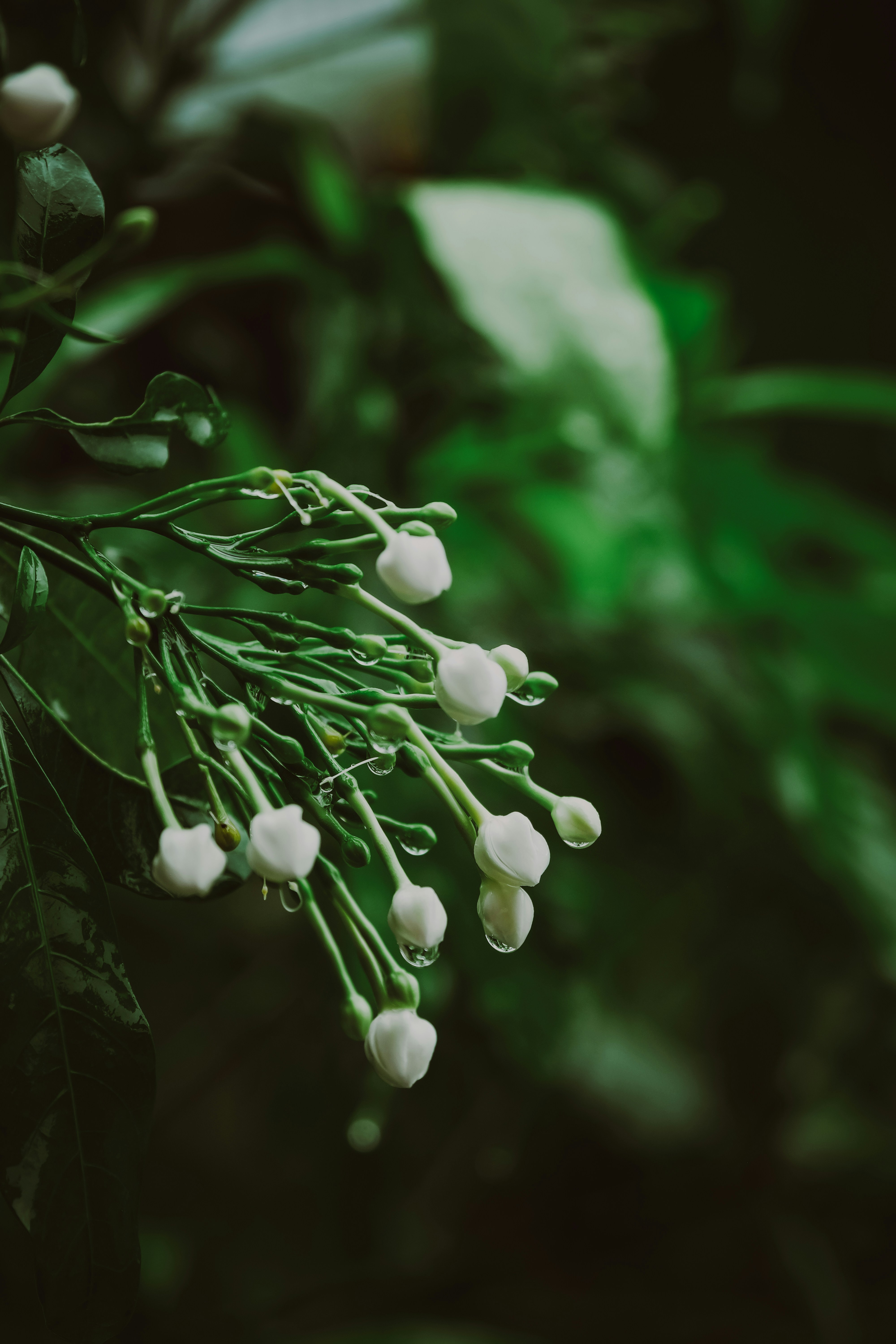 Pearl-Dusted Buds Amid Velvet Green Foliage