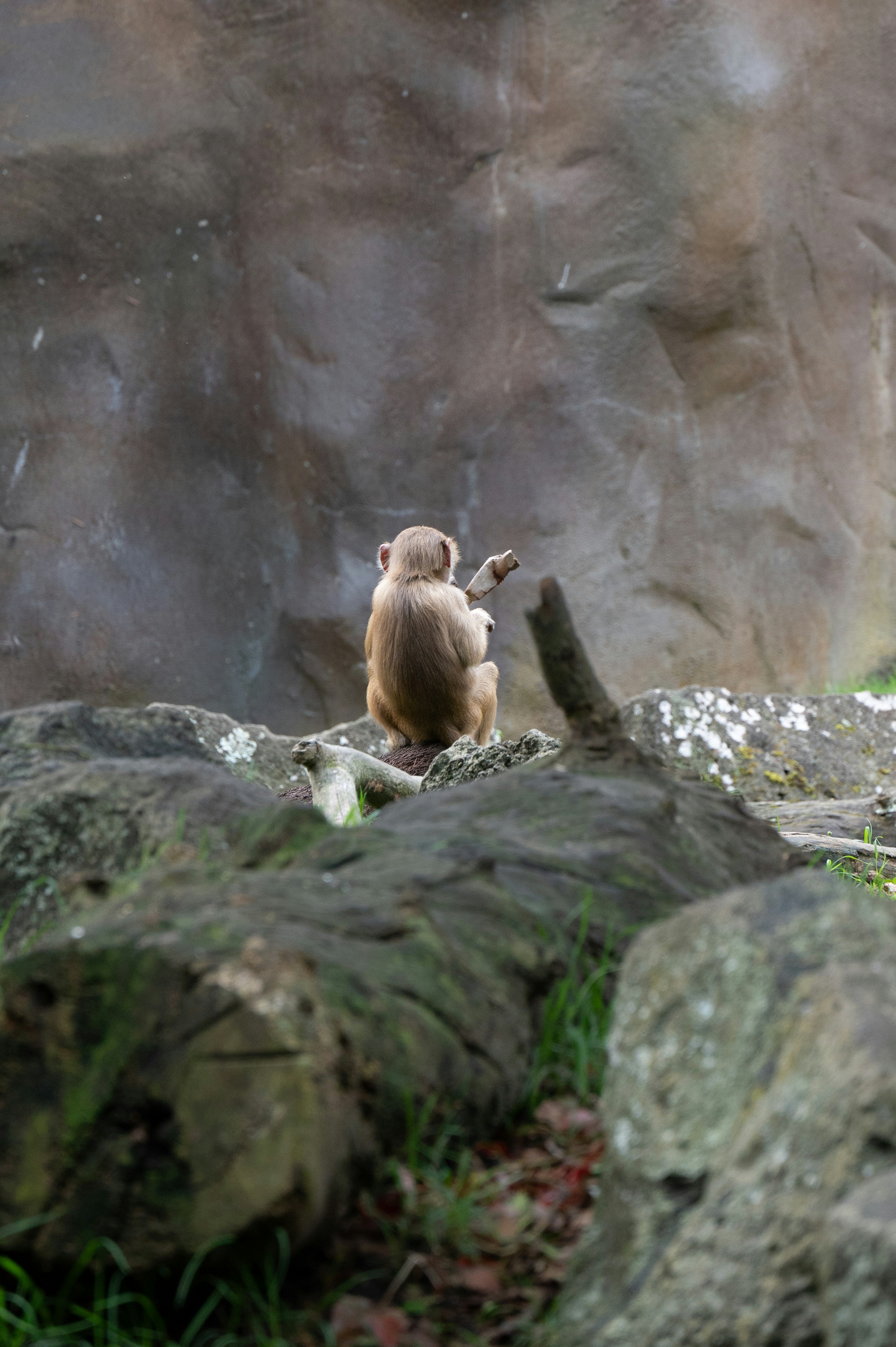 A curious baby monkey playing with a stick