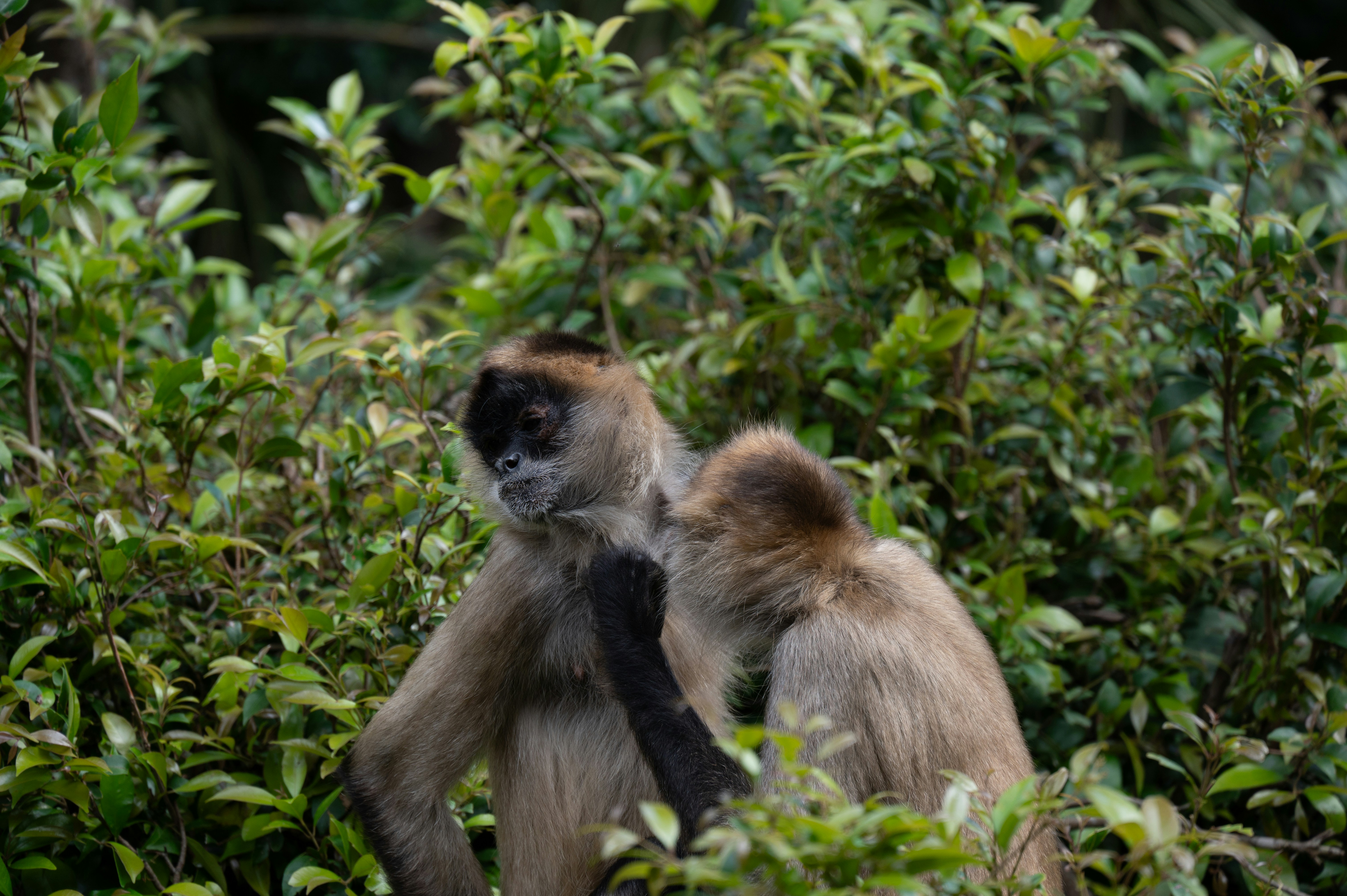 A couple of monkeys standing on top of a lush green forest photo – Free ...