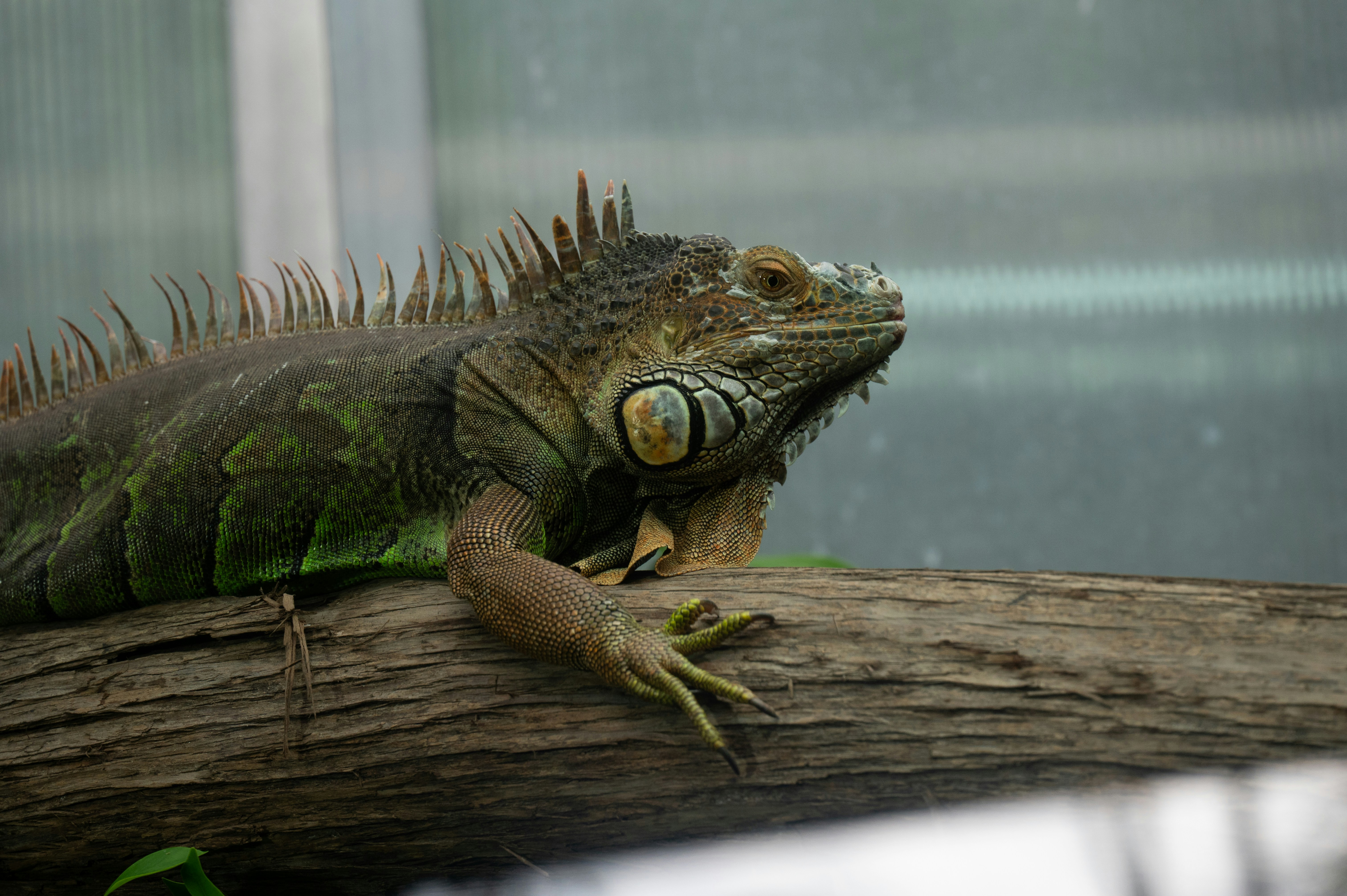 A green iguana at the zoo