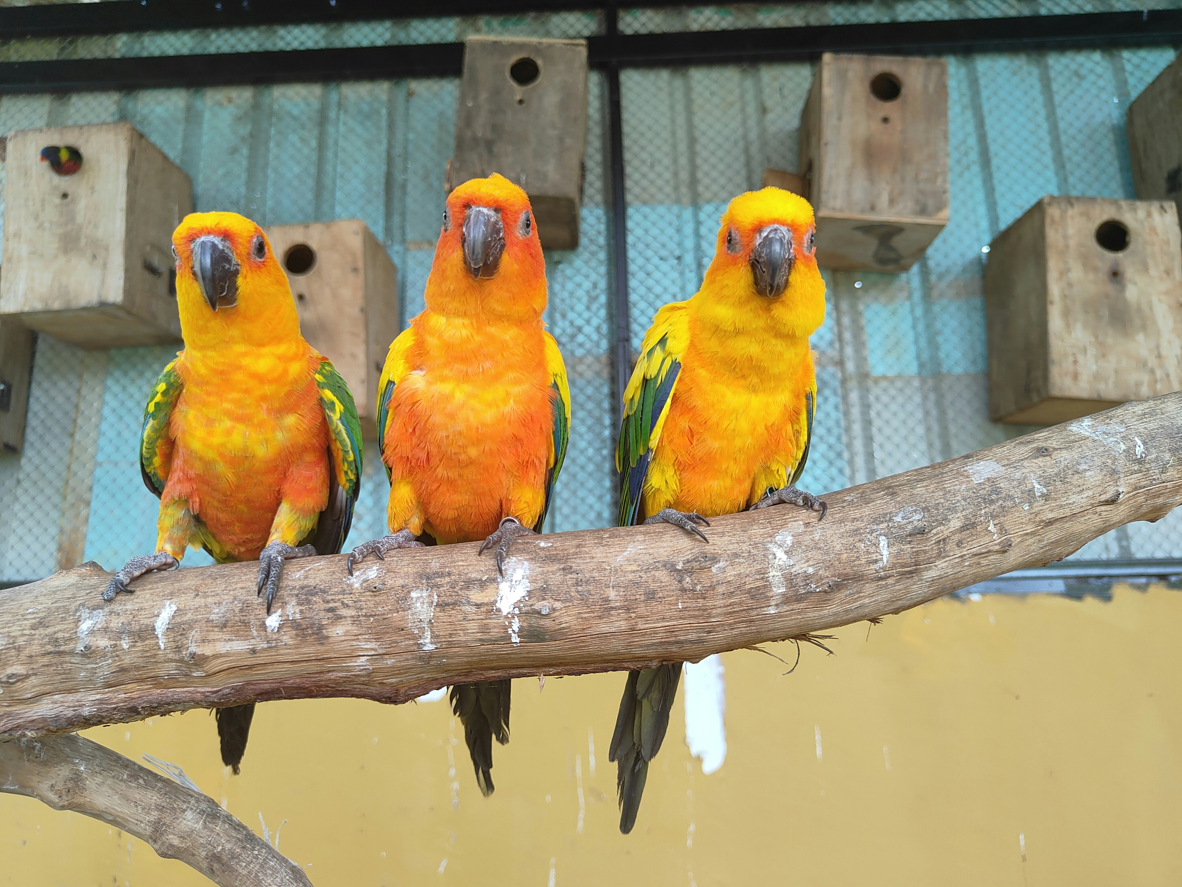 Photograph of three sun conures perched on a weathered branch inside an aviary, their orange and yellow plumage contrasted by a muted background.